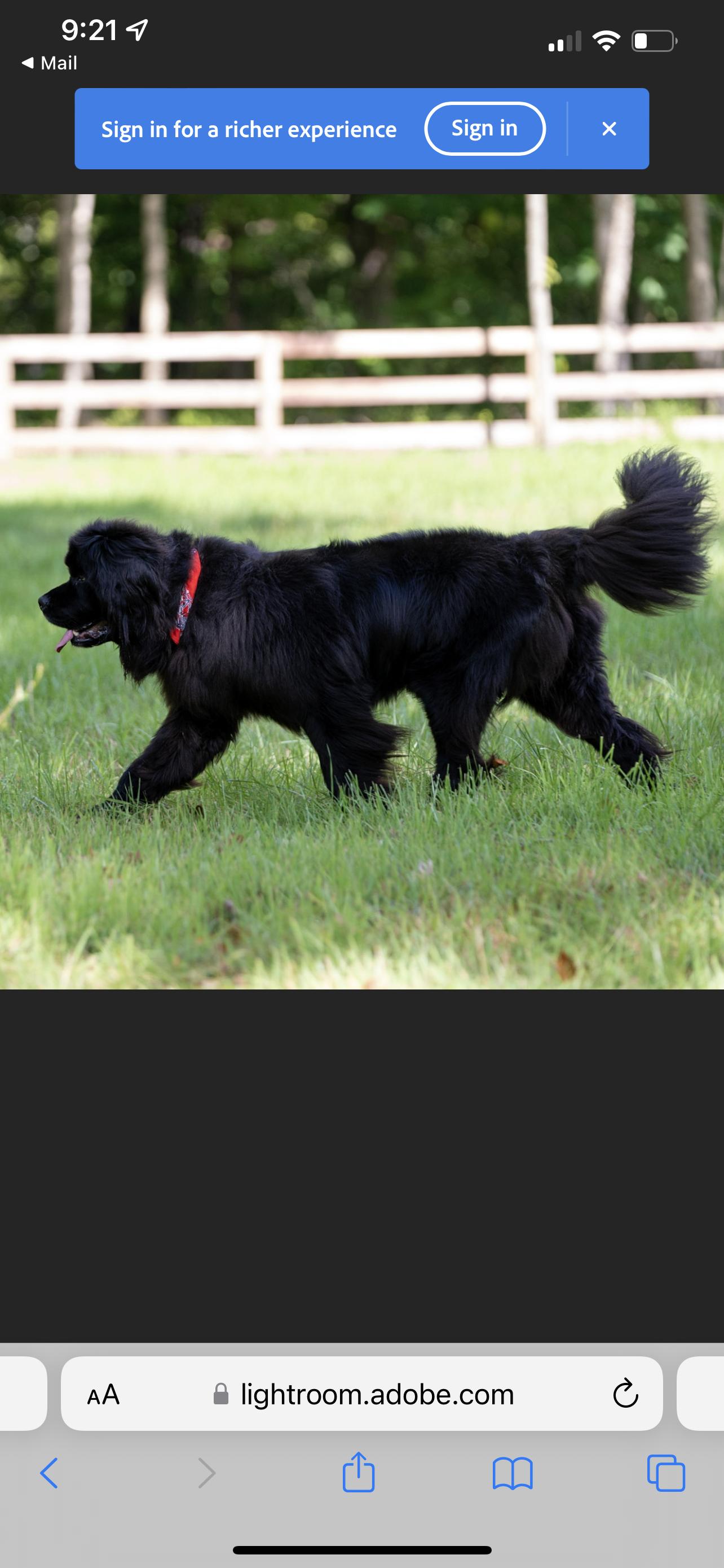 perch farm in Ohio | Newfoundland puppies | Good Dog
