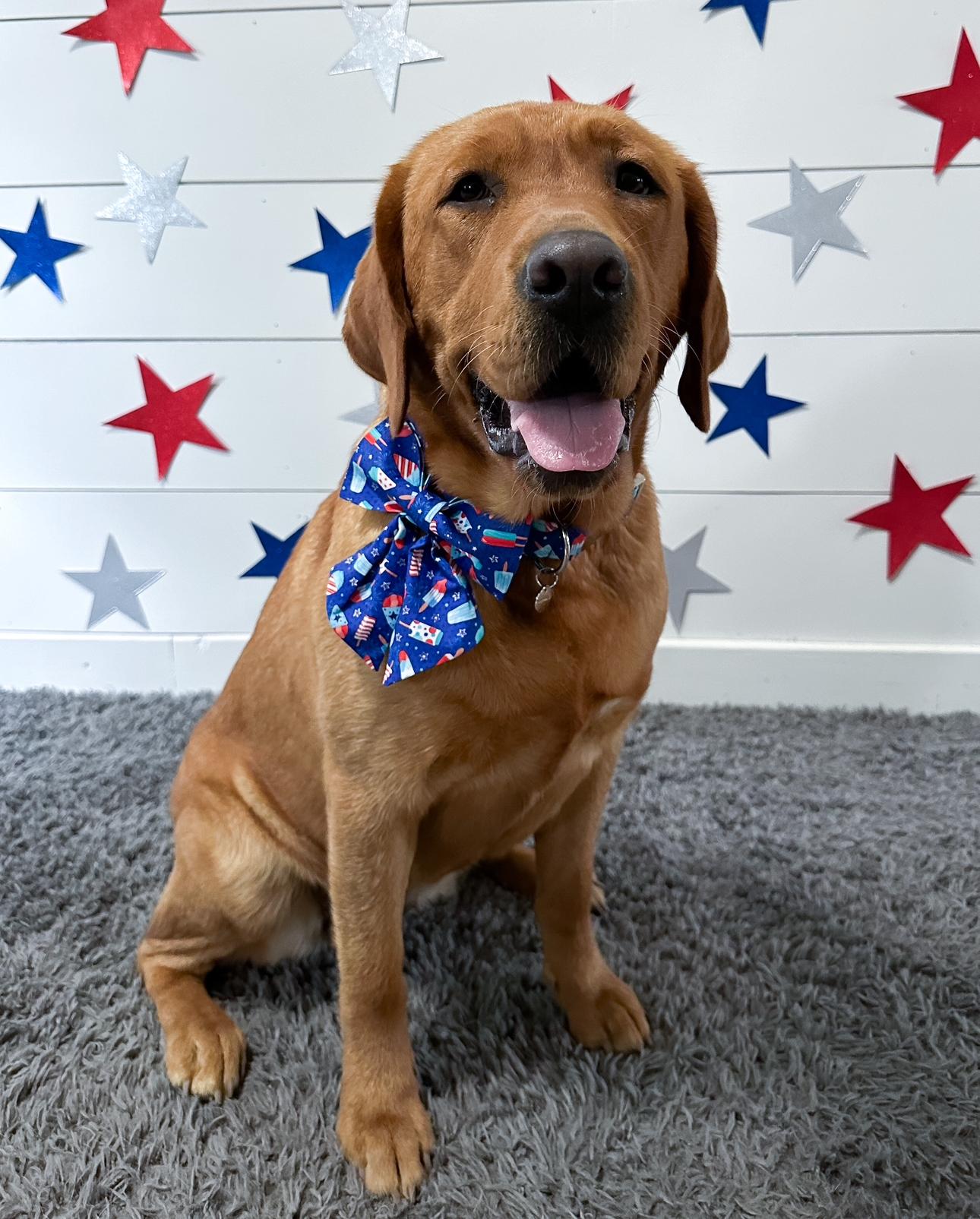 Loon Lake Labradors in Michigan | Labrador Retriever puppies | Good Dog