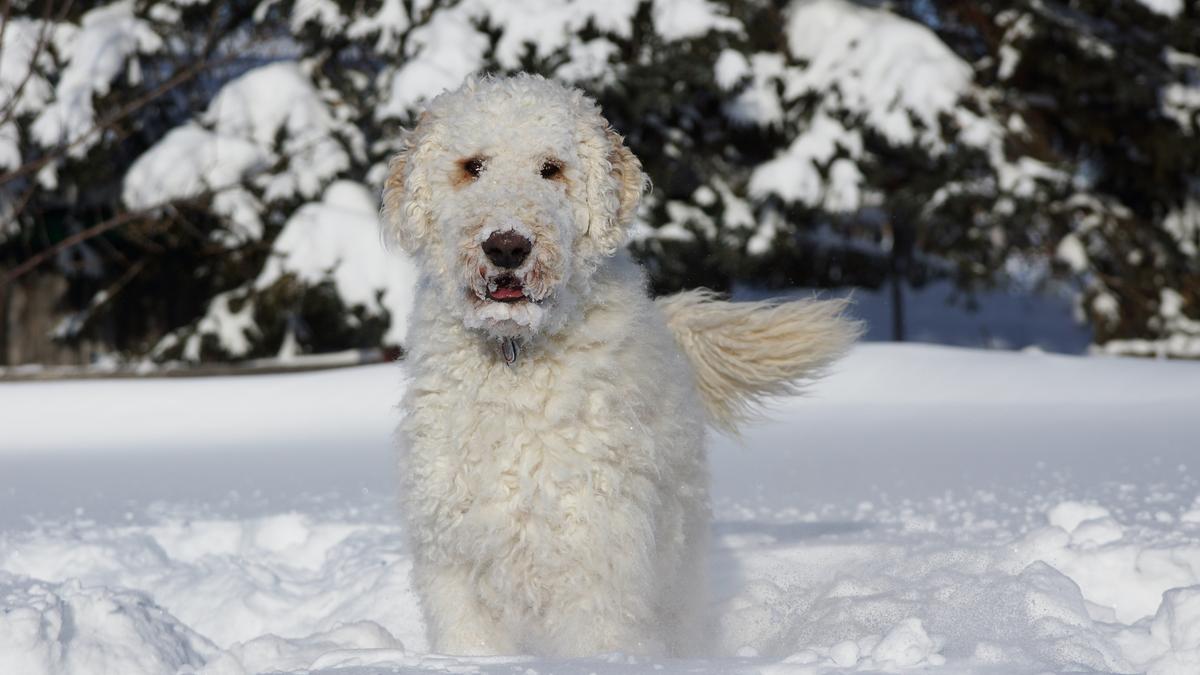 25 cute Pyredoodle puppies for sale in Florida | Good Dog