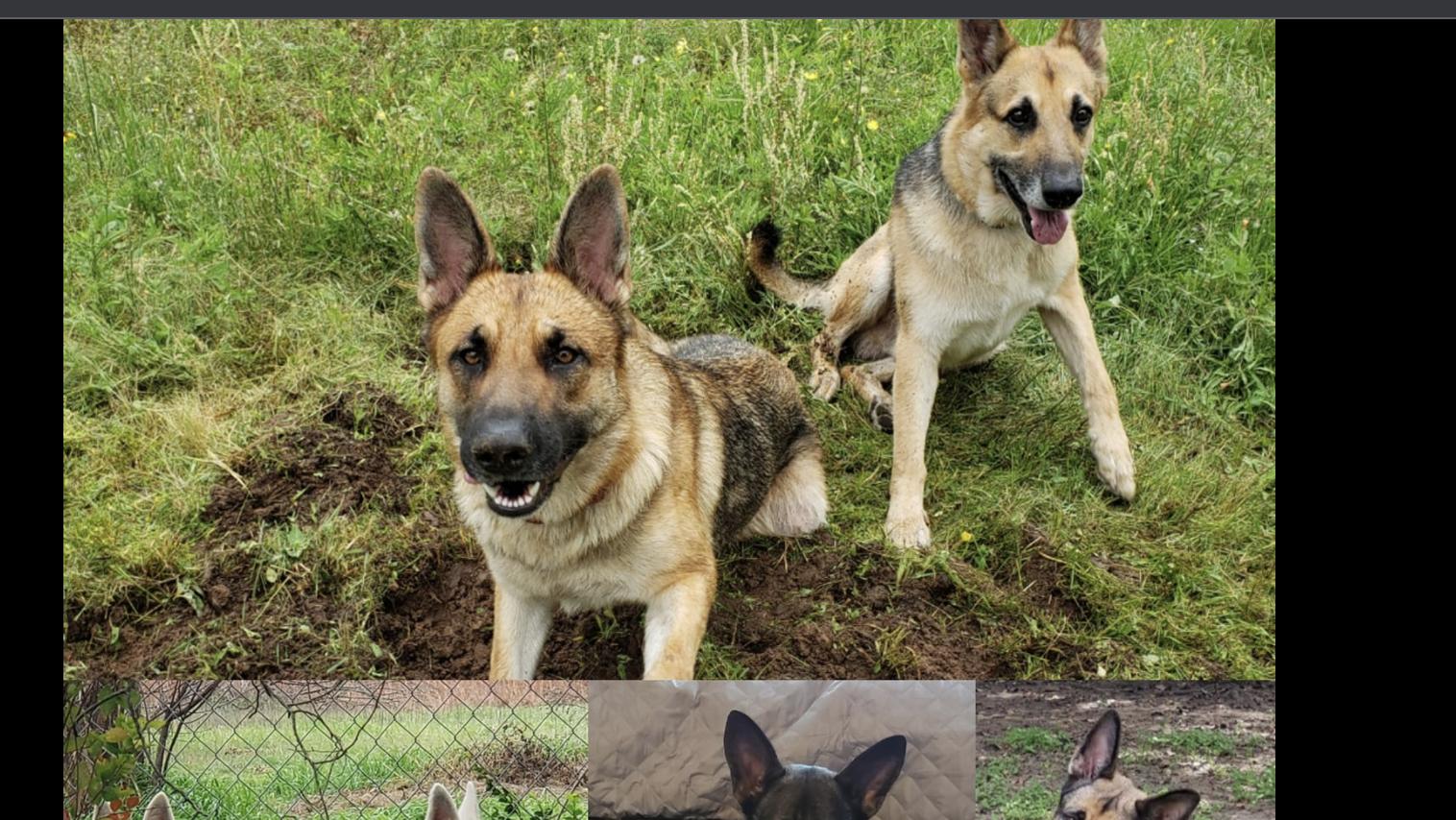 Niki's German Shepherd Ranch in Texas | German Shepherd puppies | Good Dog