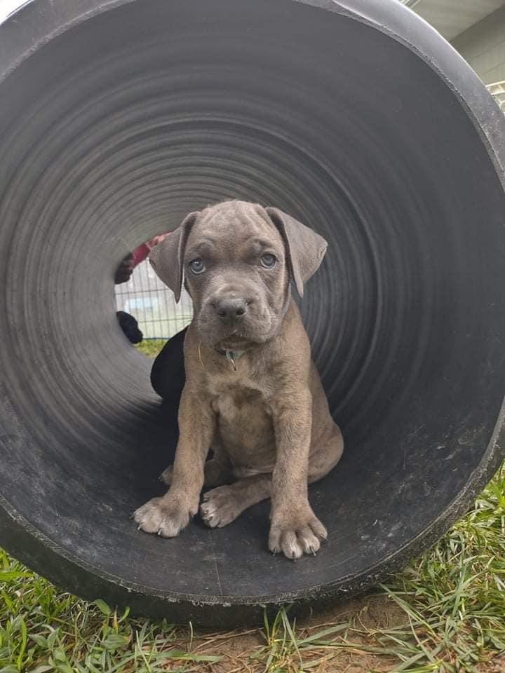 C & W Dynasty Cane Corso in New York | Cane Corso puppies | Good Dog
