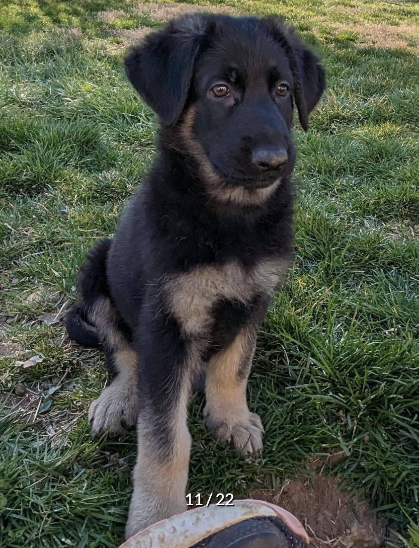 Aljan v. Pashen Kennels in Maryland | German Shepherd puppies | Good Dog