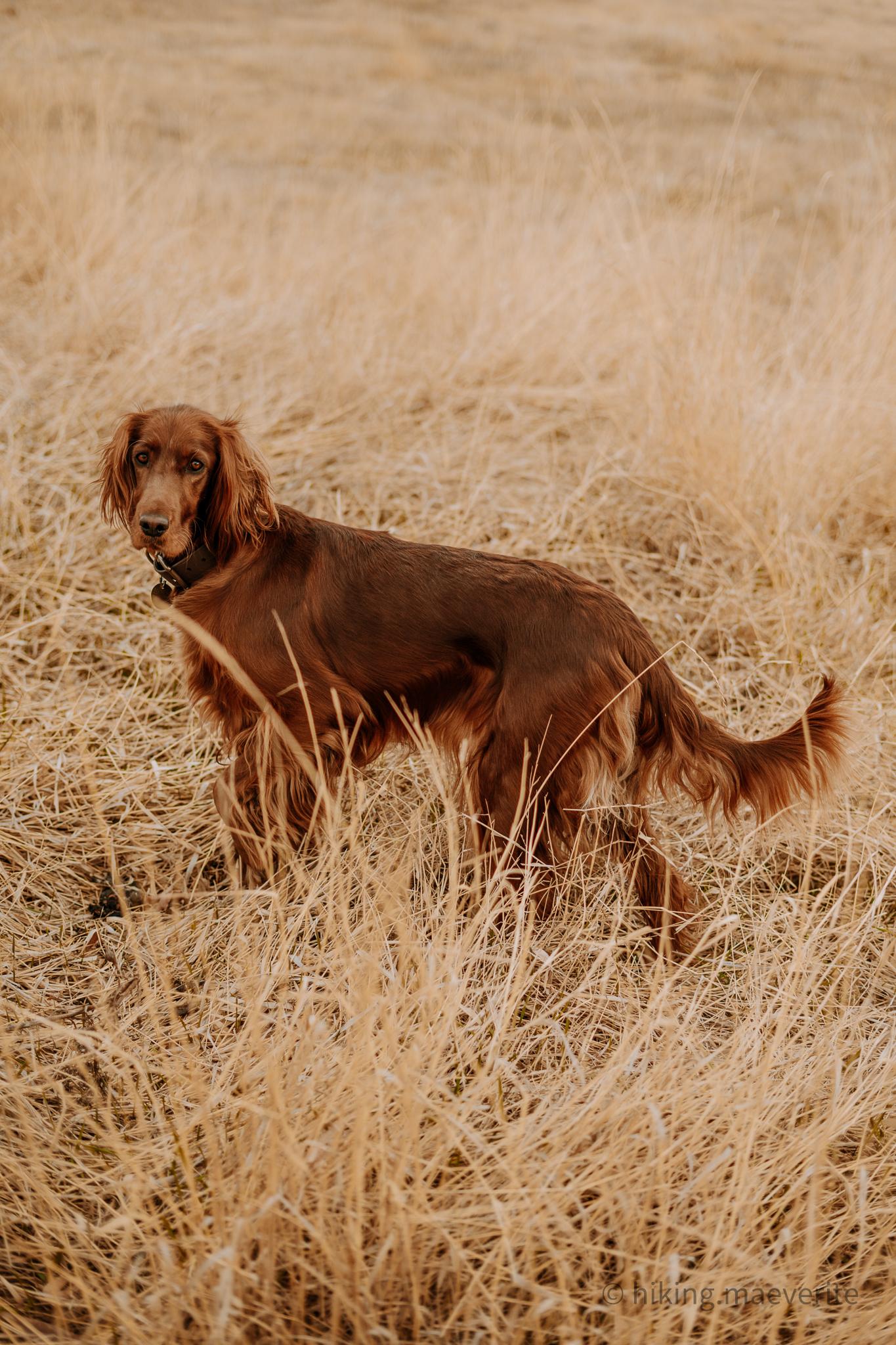 Spring Creek Irish Setters in Idaho | Irish Setter puppies | Good Dog