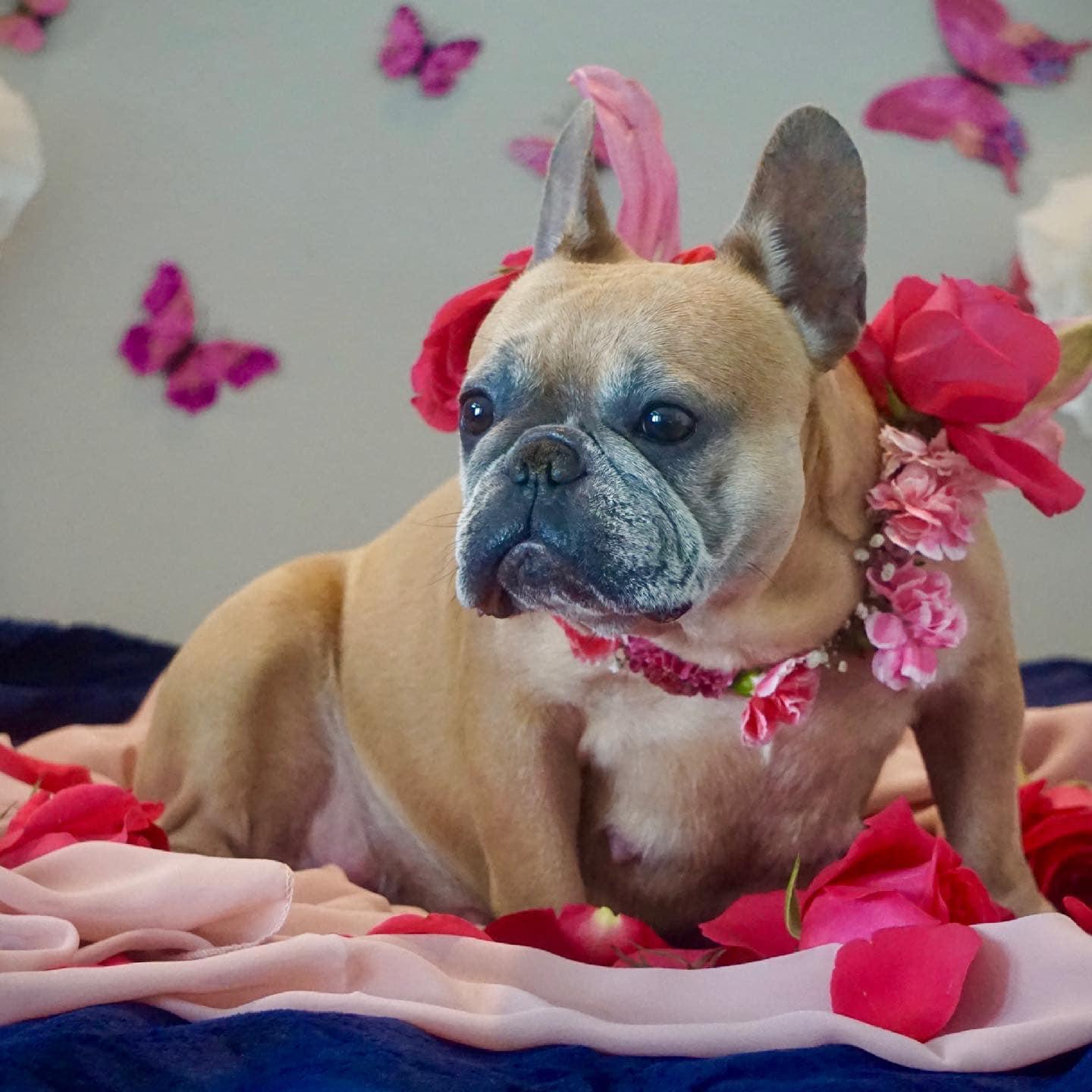 Saint Benjamin Kennel Club in Texas | French Bulldog puppies | Good Dog