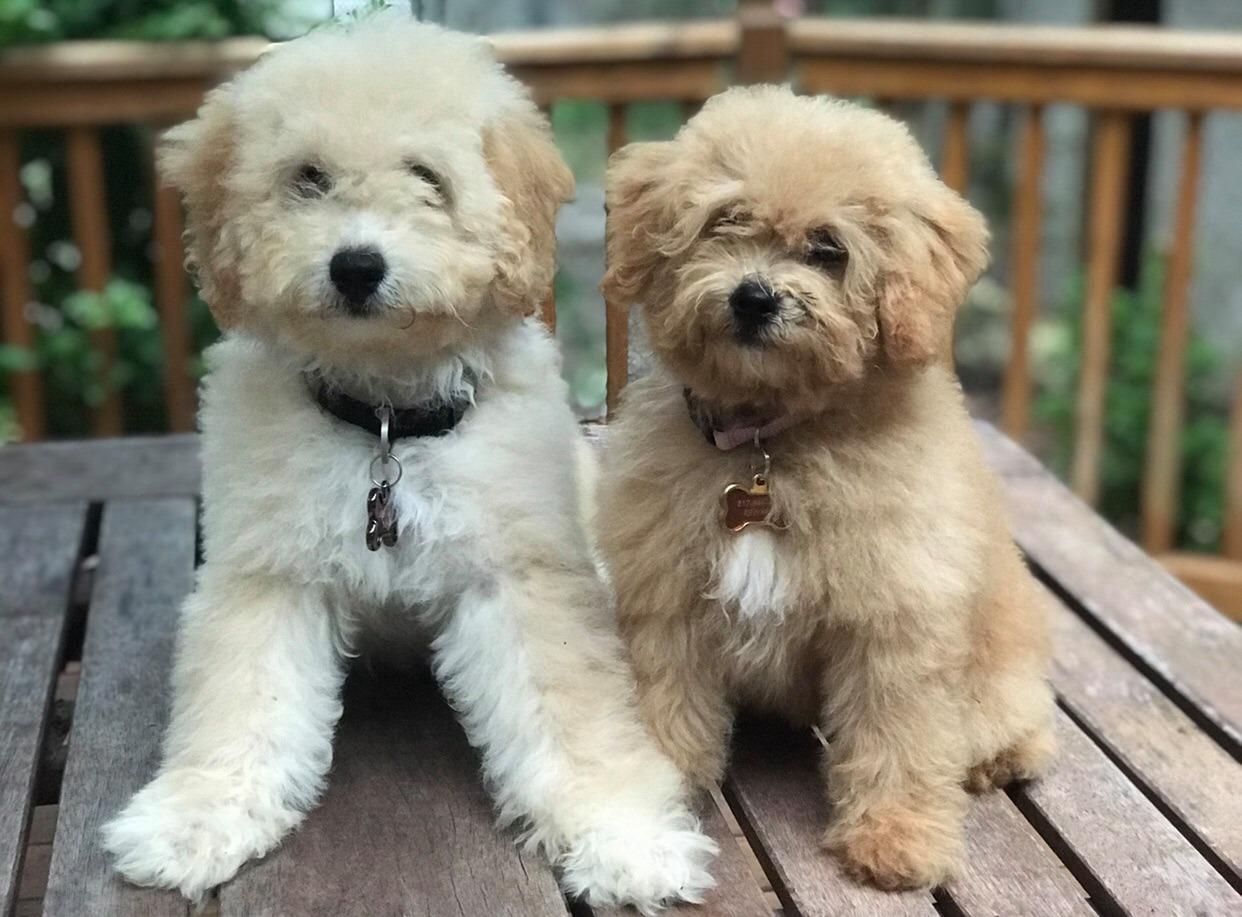 Rosie's Cockapoo Pups in Florida | Cockapoo puppies | Good Dog