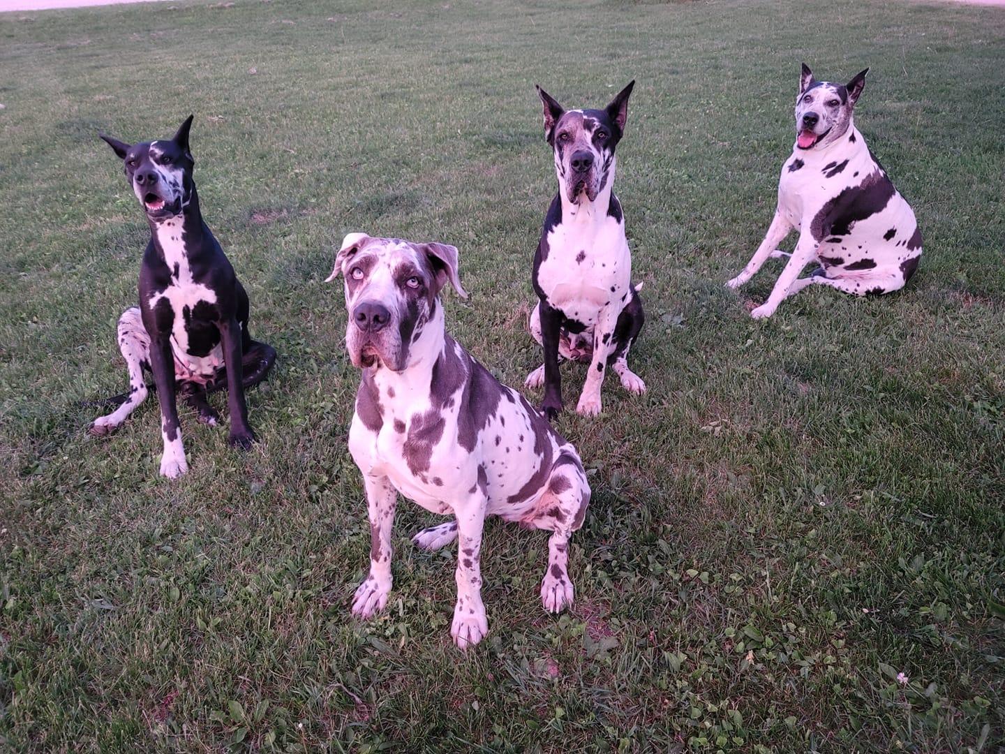 Tabitha's Great Danes in Iowa | Great Dane puppies | Good Dog