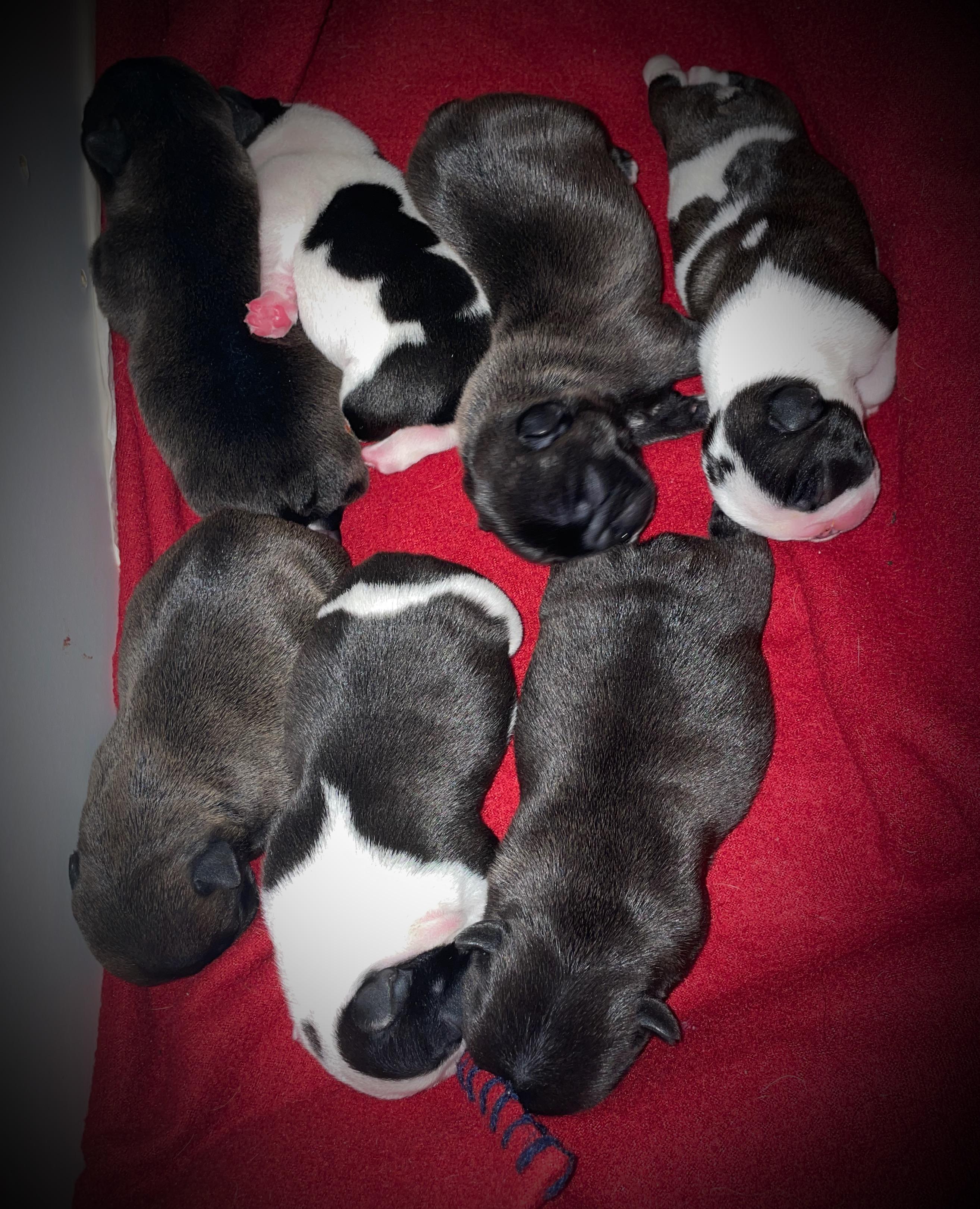 Peaceful Prayers French Bulldogs in Florida | French Bulldog puppies ...