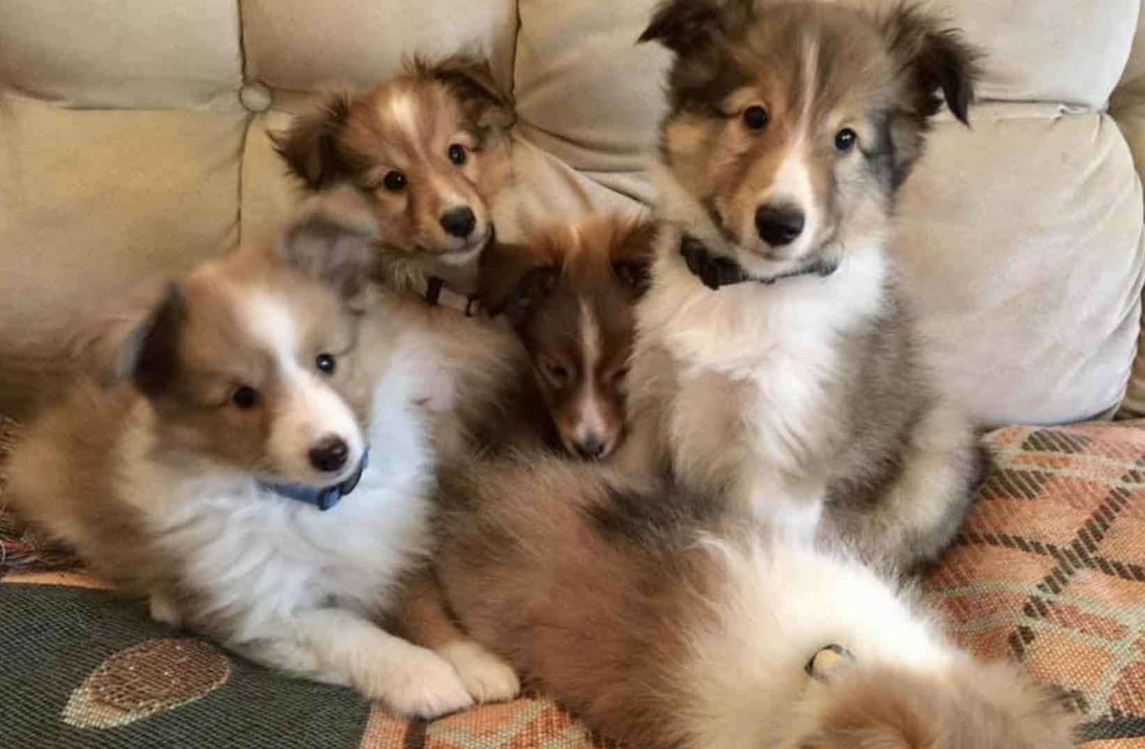 Whispering Pines Shelties in Michigan | Shetland Sheepdog puppies ...