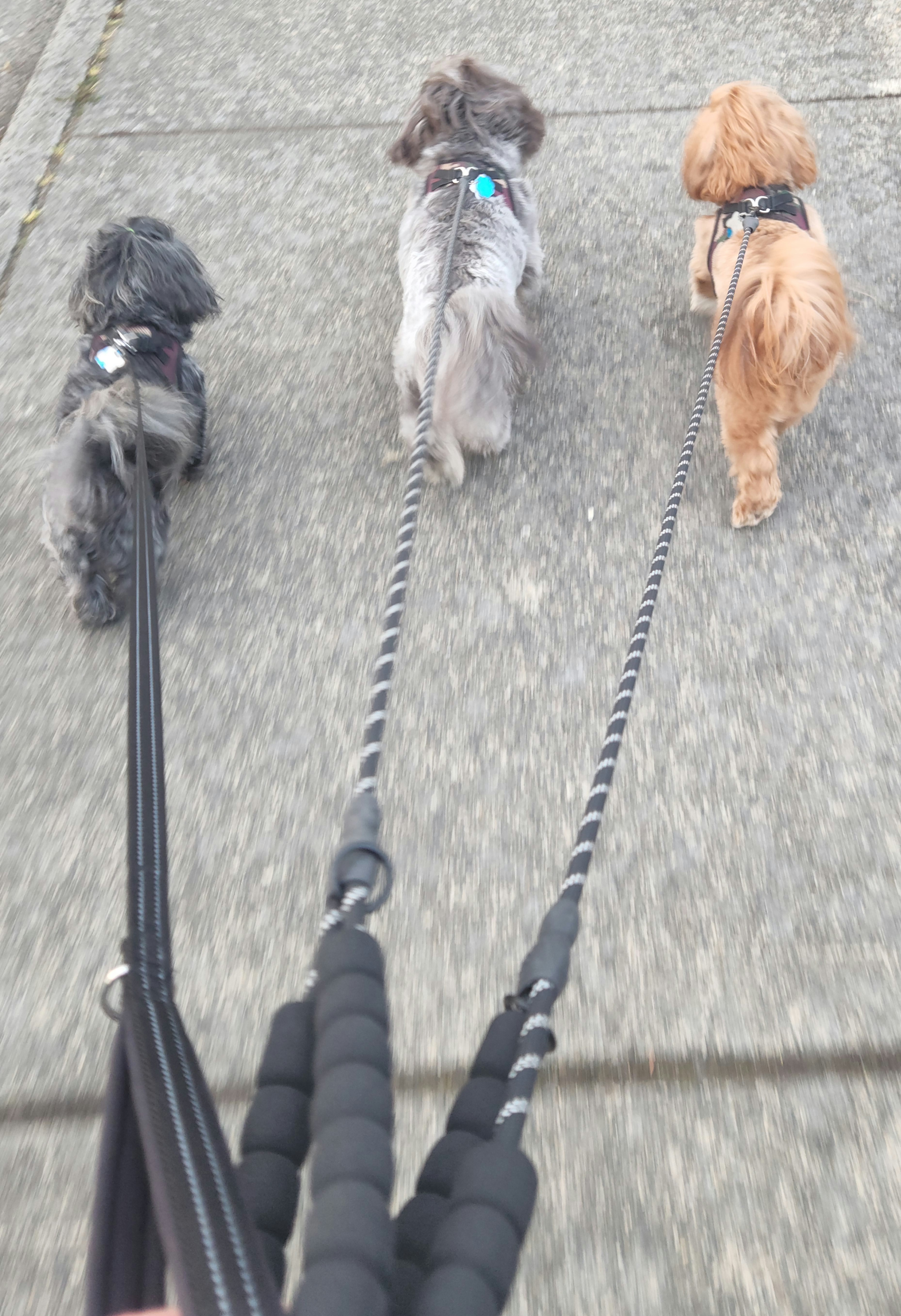 The Shih Zoo in Washington | Shih Tzu puppies | Good Dog