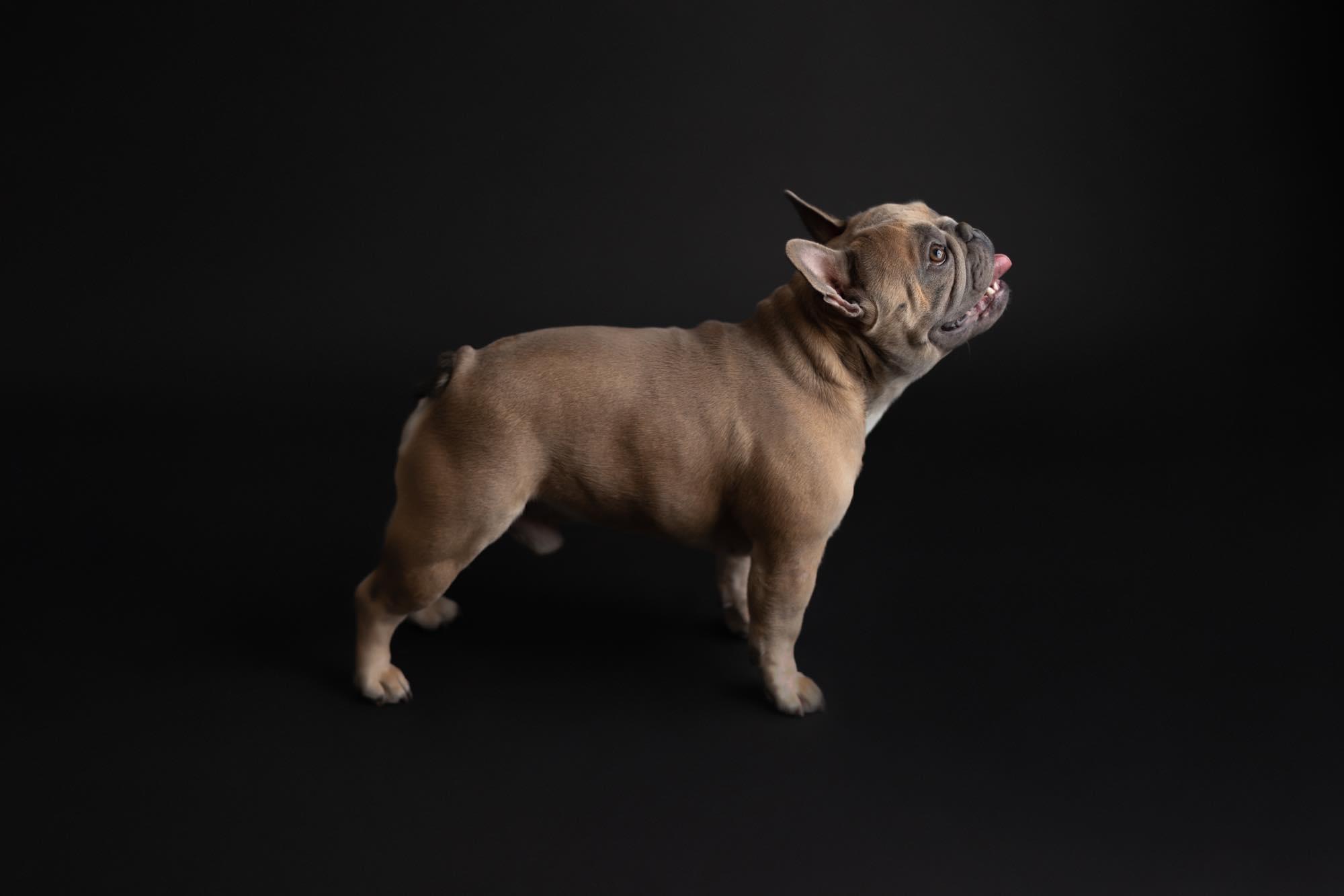 Flawlessly French Bulldogs in New Hampshire | French Bulldog puppies ...