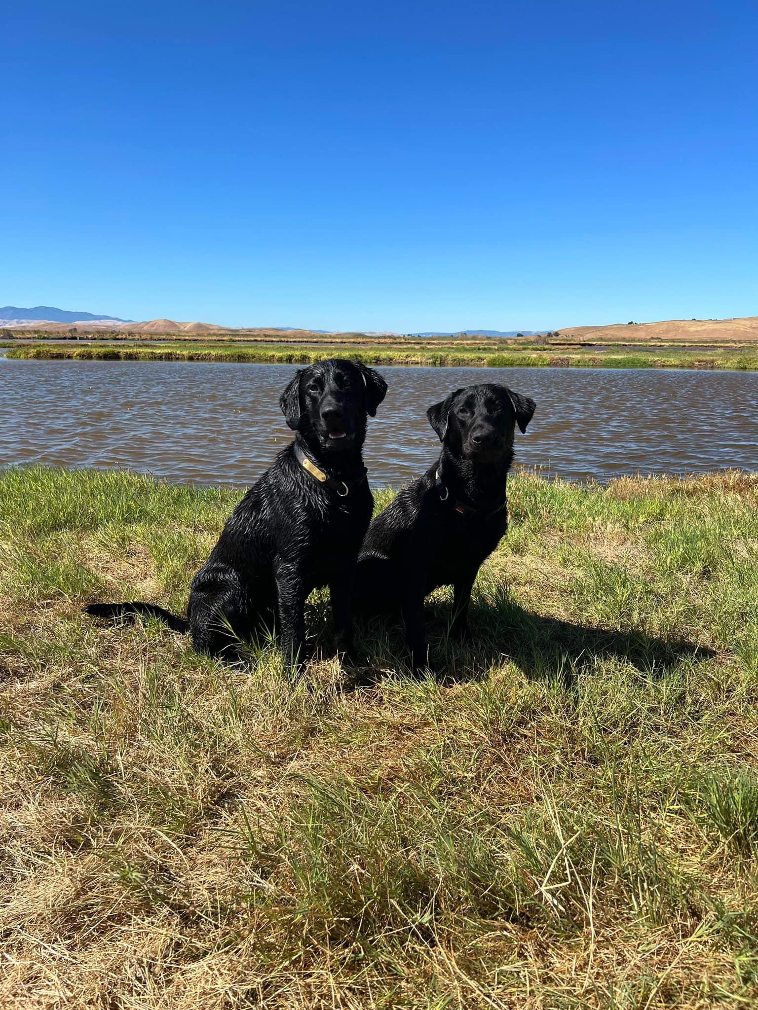 Kindig Kennels in Nebraska | Labrador Retriever puppies | Good Dog