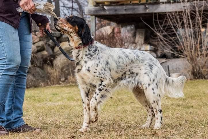 Roos Farms English Setters in Michigan | English Setter puppies | Good Dog