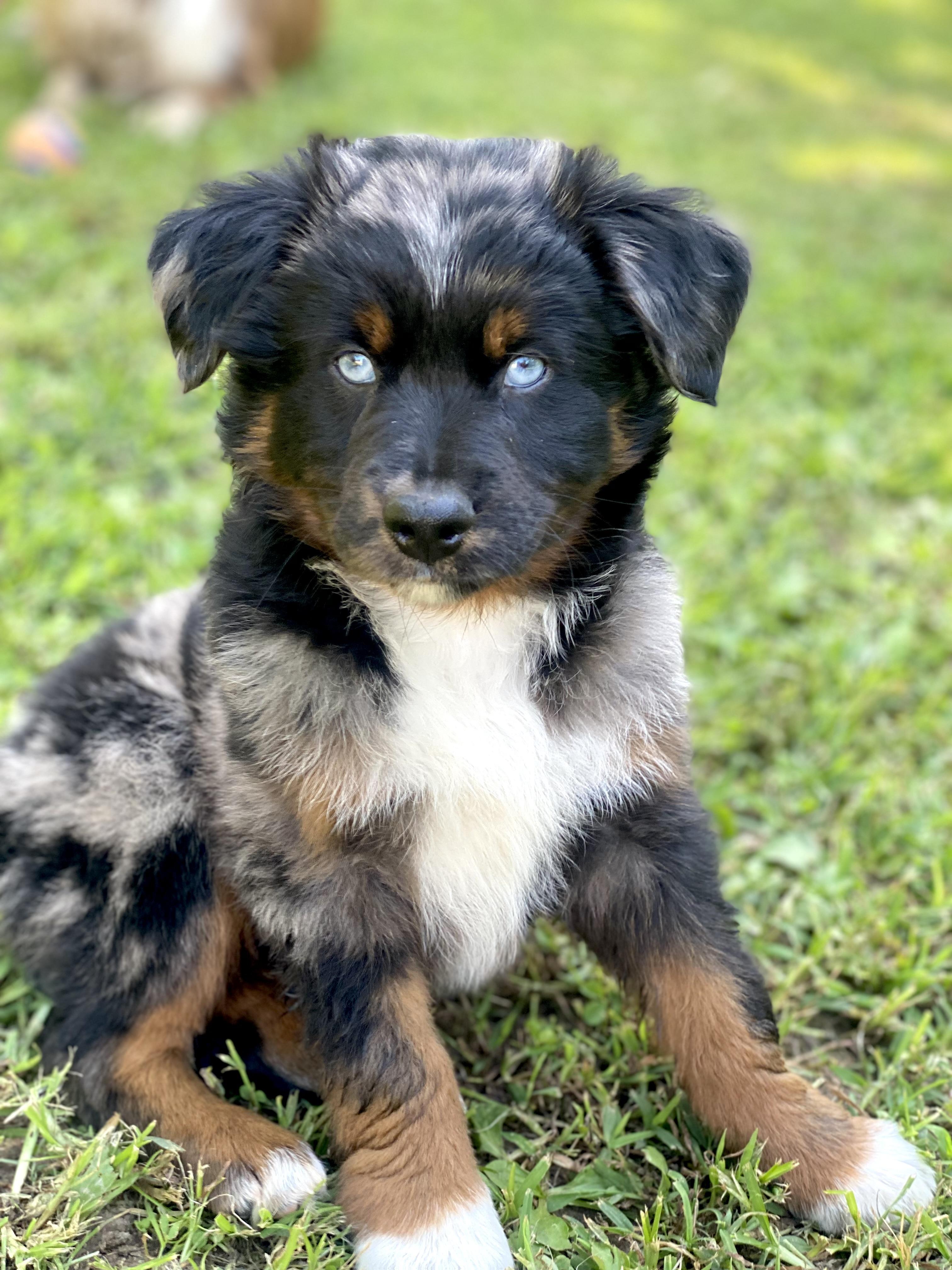 James Valley Aussies in Missouri | Miniature Australian Shepherd ...
