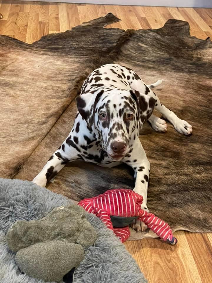 Hapi-Dal Dalmatians and Primetime Whippets in Colorado | Dalmatian and ...