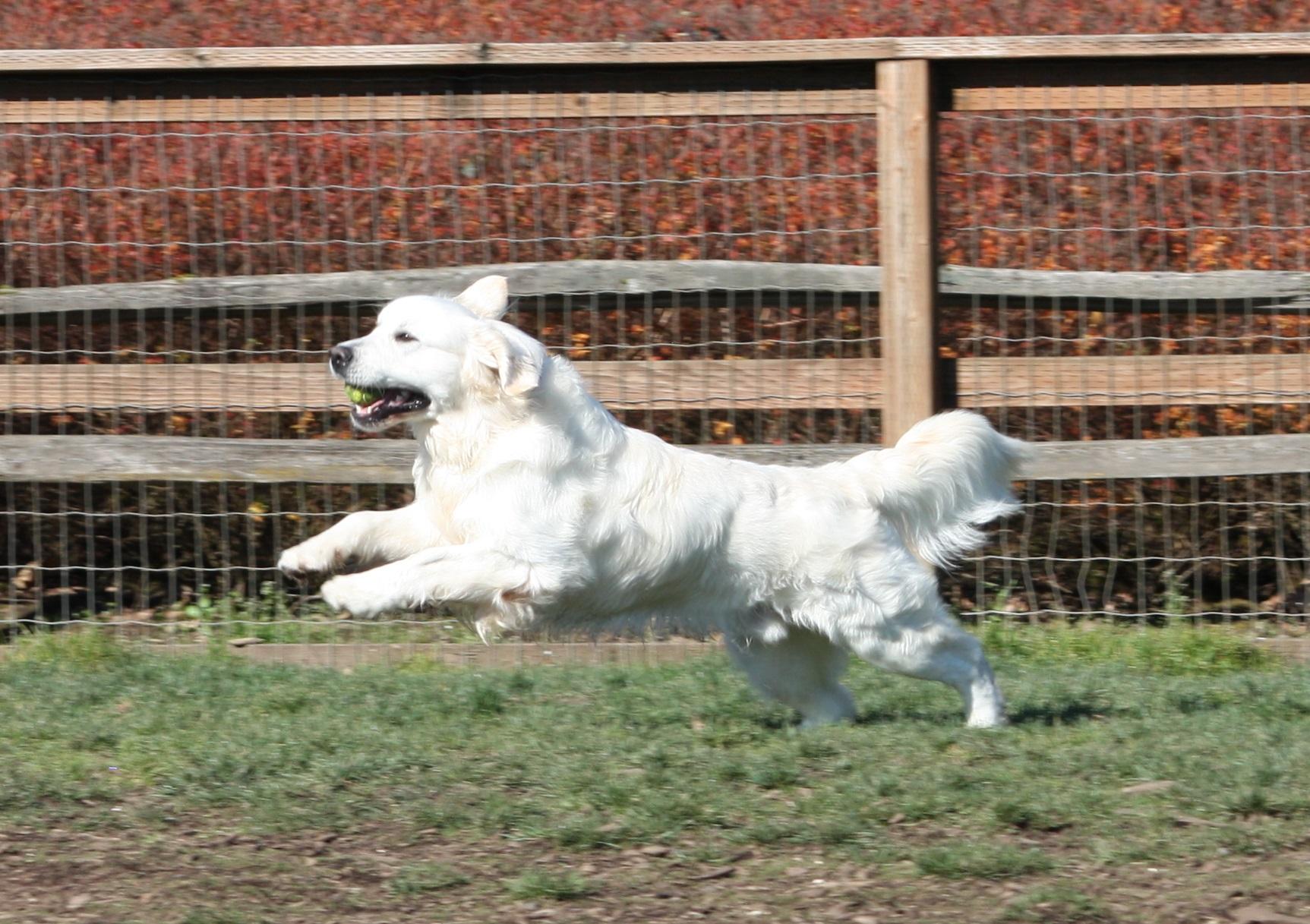 OC Goldens in Oregon | Golden Retriever puppies | Good Dog
