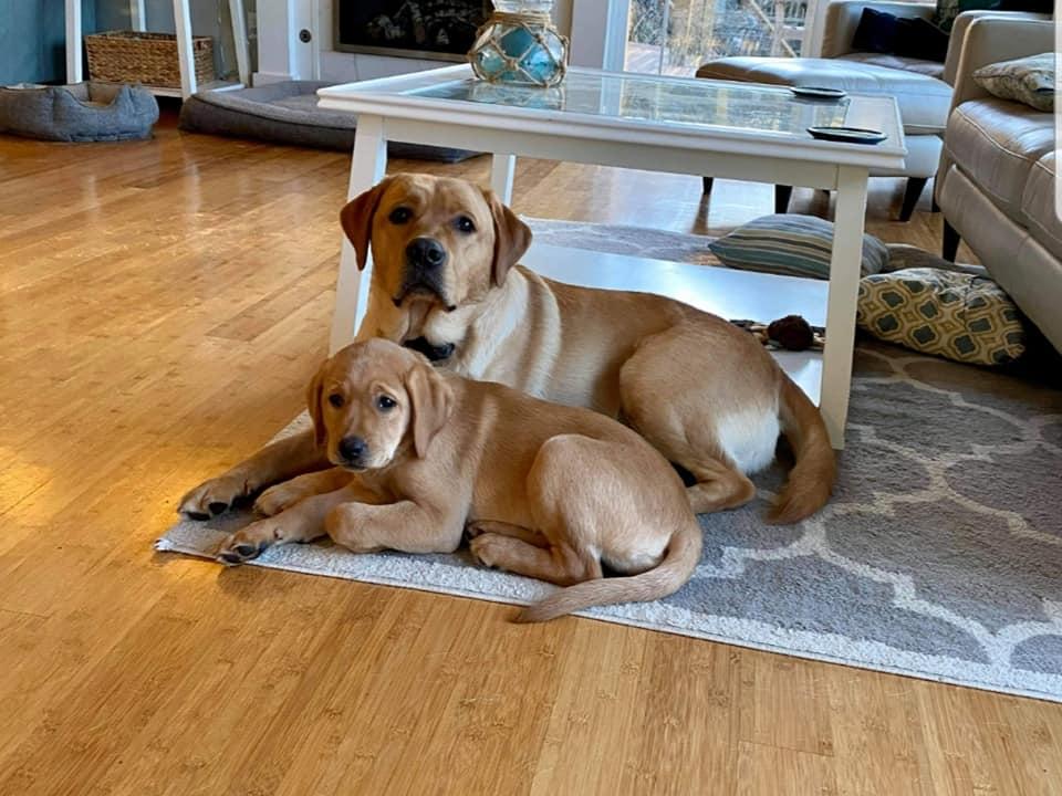 Midnight Valley Labradors in Washington | Labrador Retriever puppies ...