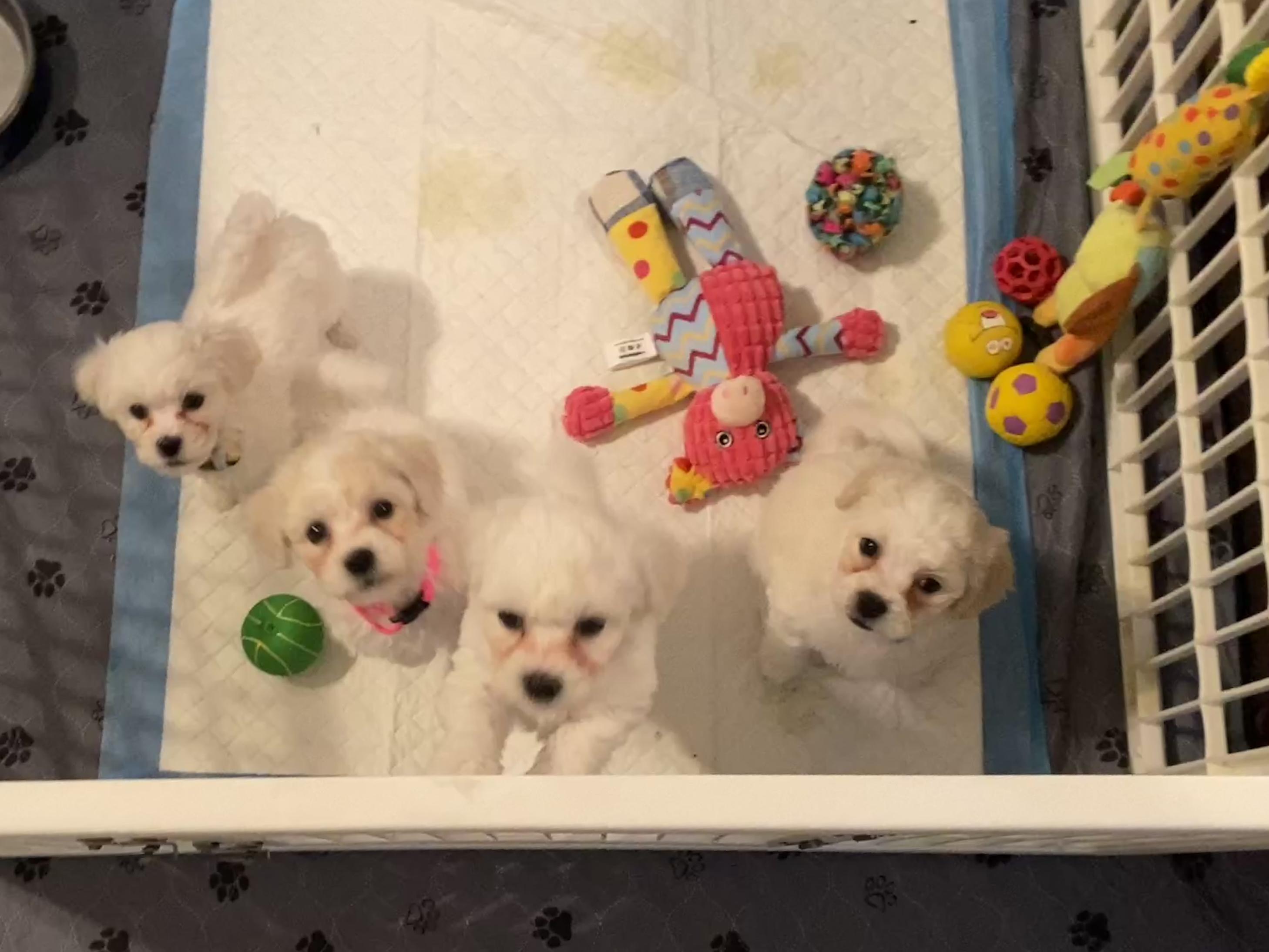 Southern Sands Bichons in Georgia | Bichon Frise puppies | Good Dog
