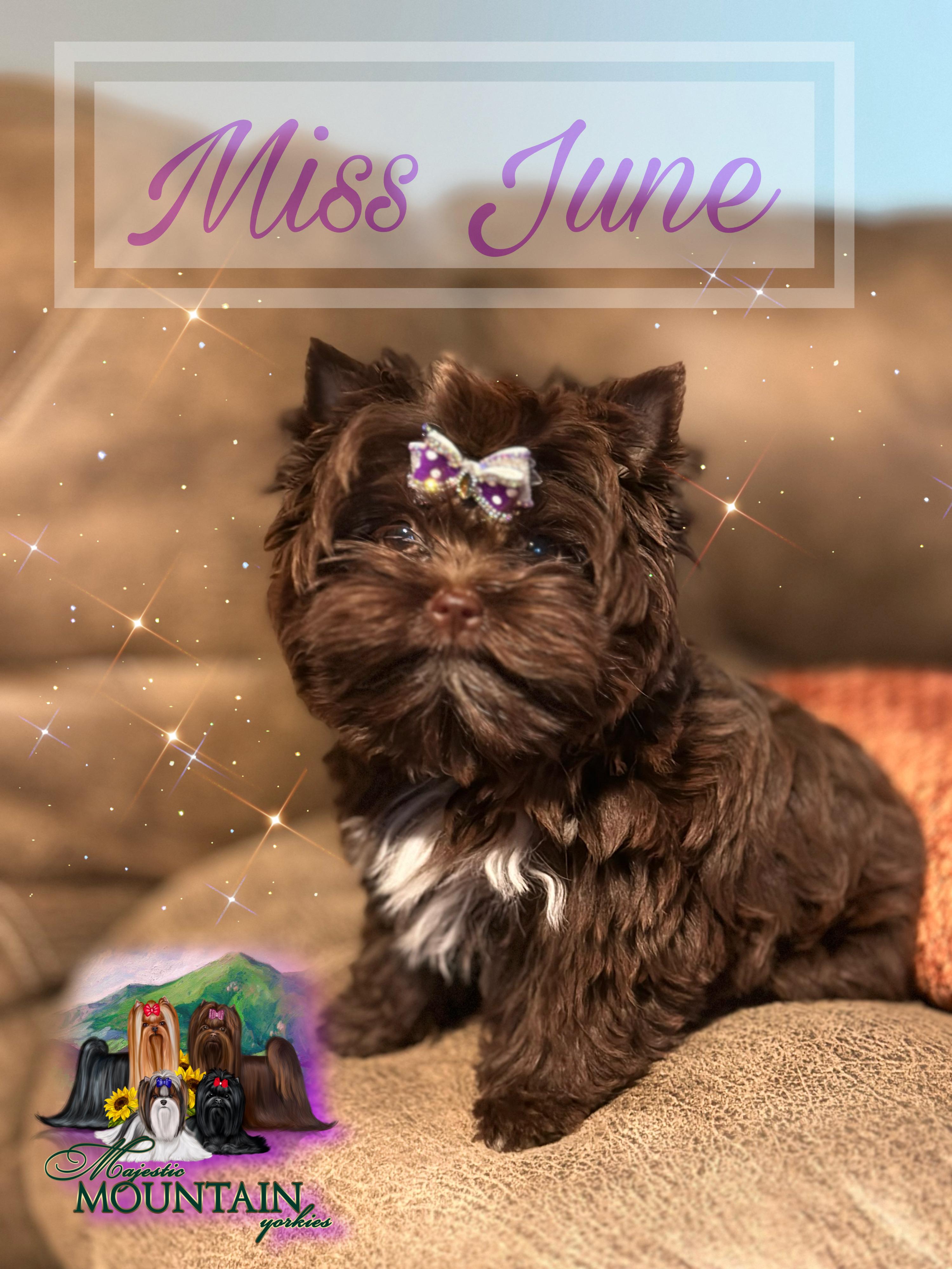 Majestic Mountain Yorkies in West Virginia | Yorkshire Terrier puppies ...