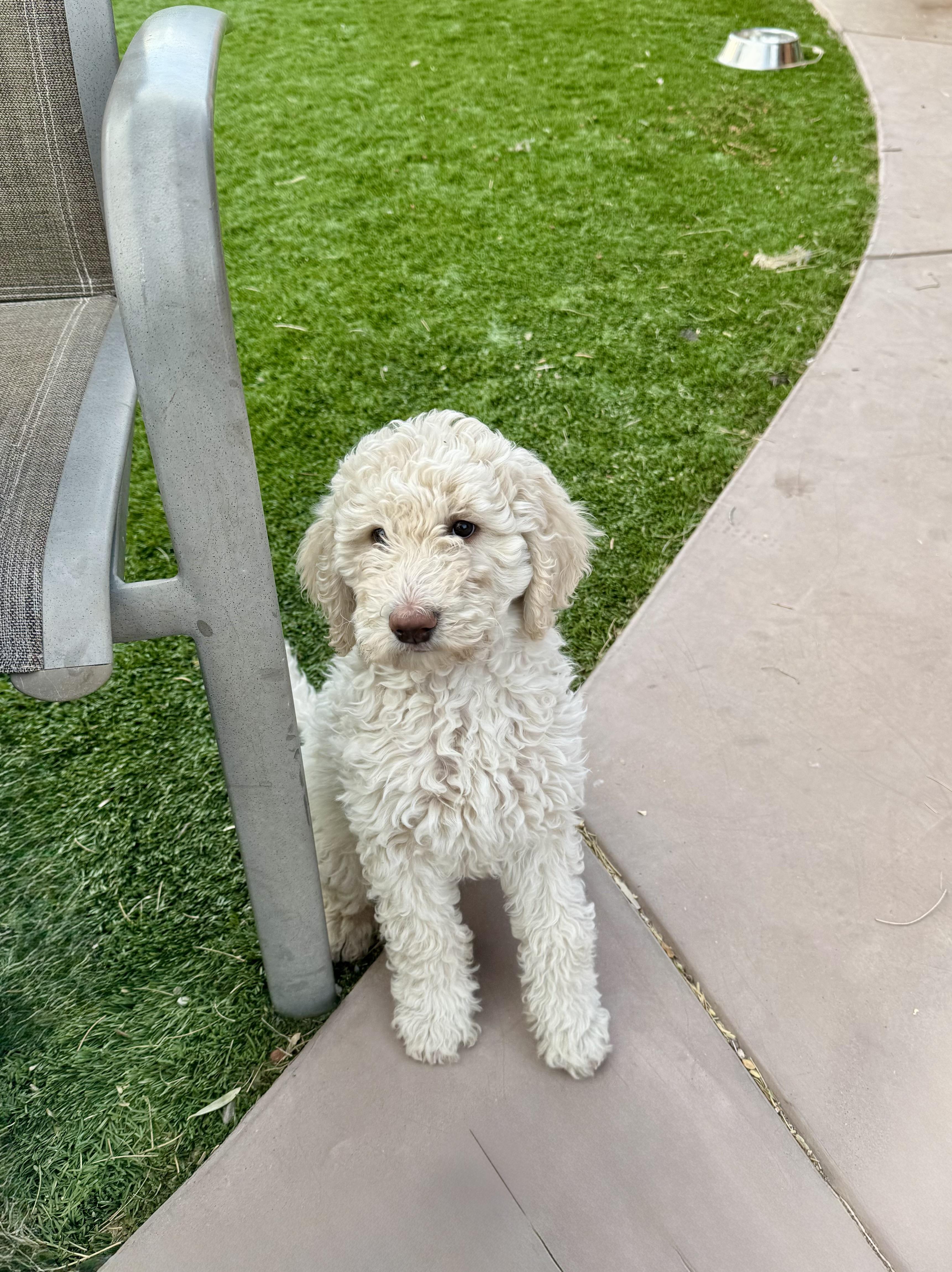 Arizona Doodles in Arizona | Goldendoodle puppies | Good Dog