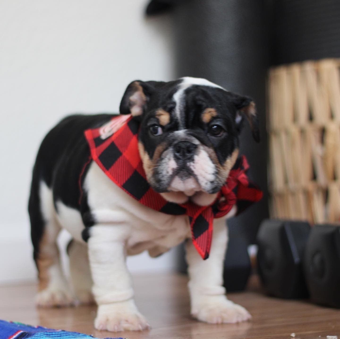 The Fatty Pack Bulldogs llc in California | Bulldog puppies | Good Dog