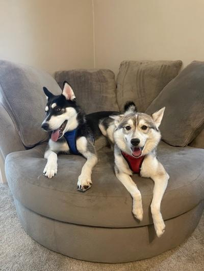 Fewell Huskies in Indiana | Siberian Husky puppies | Good Dog
