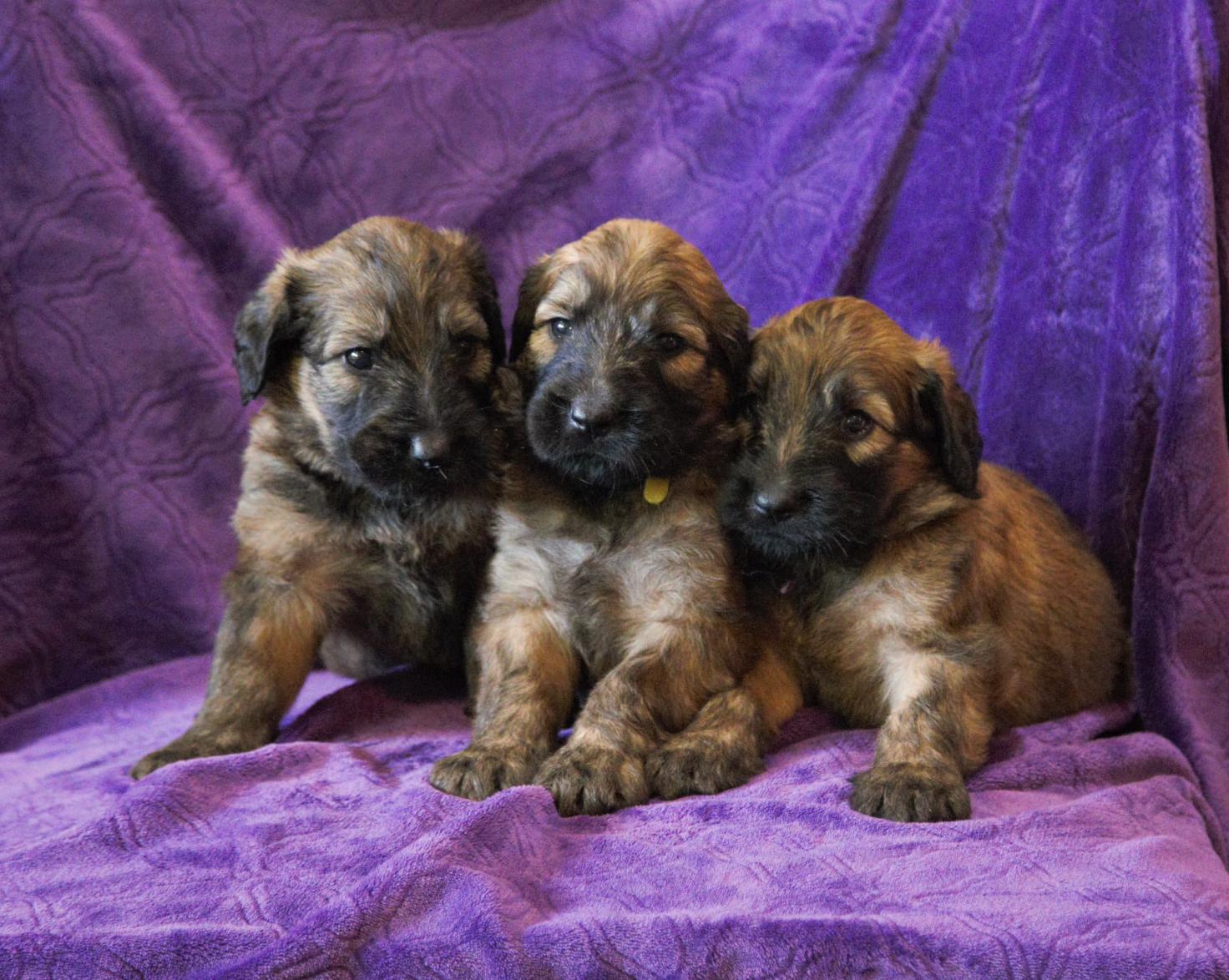 Tambrie Briards in Ohio | Briard puppies | Good Dog