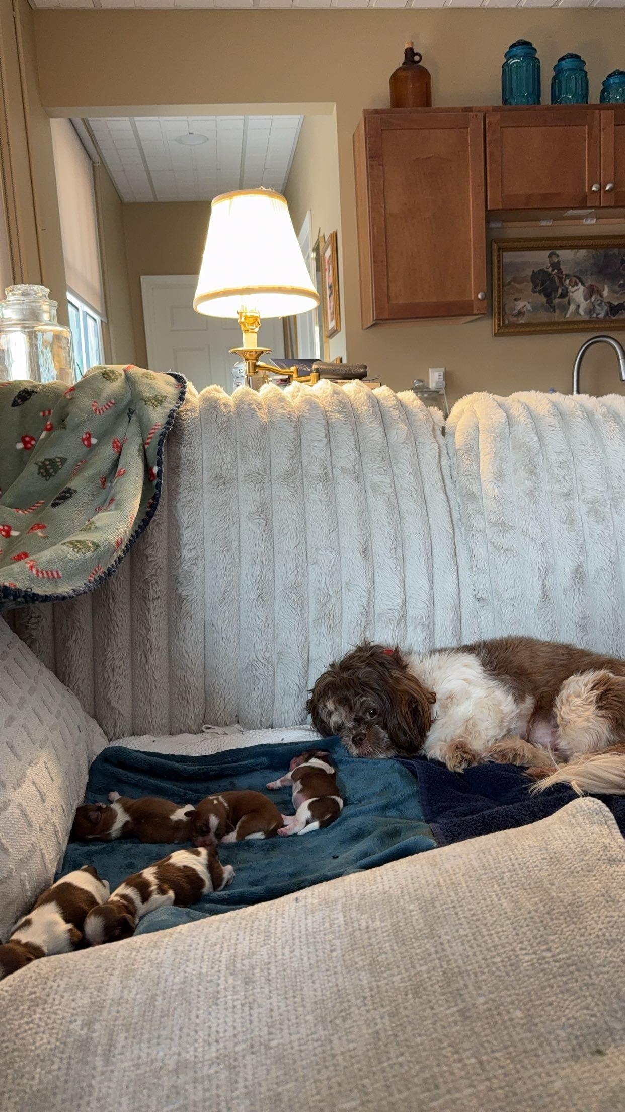 Nebula Nest in Iowa | Shichon puppies | Good Dog