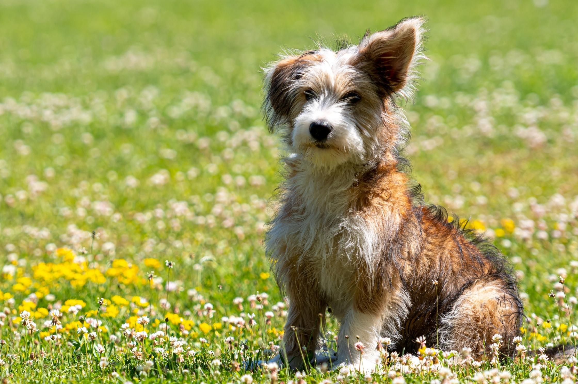#1 Guide to Health Testing — Corgipoo | Good Dog