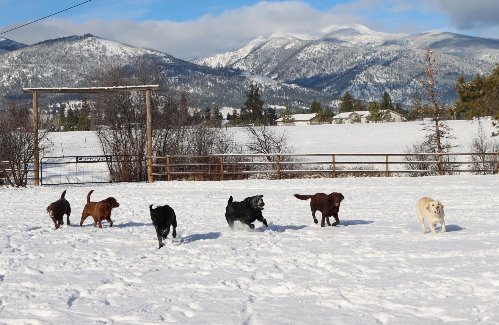 Zumi's Labs in Montana | Labrador Retriever puppies | Good Dog