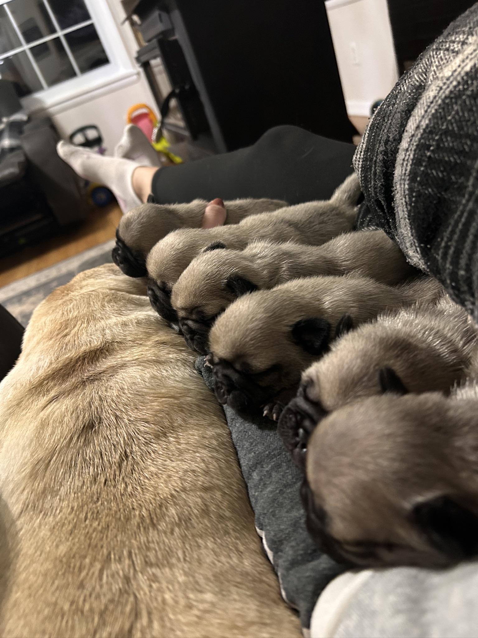Milan Pugs in Indiana | Pug puppies | Good Dog