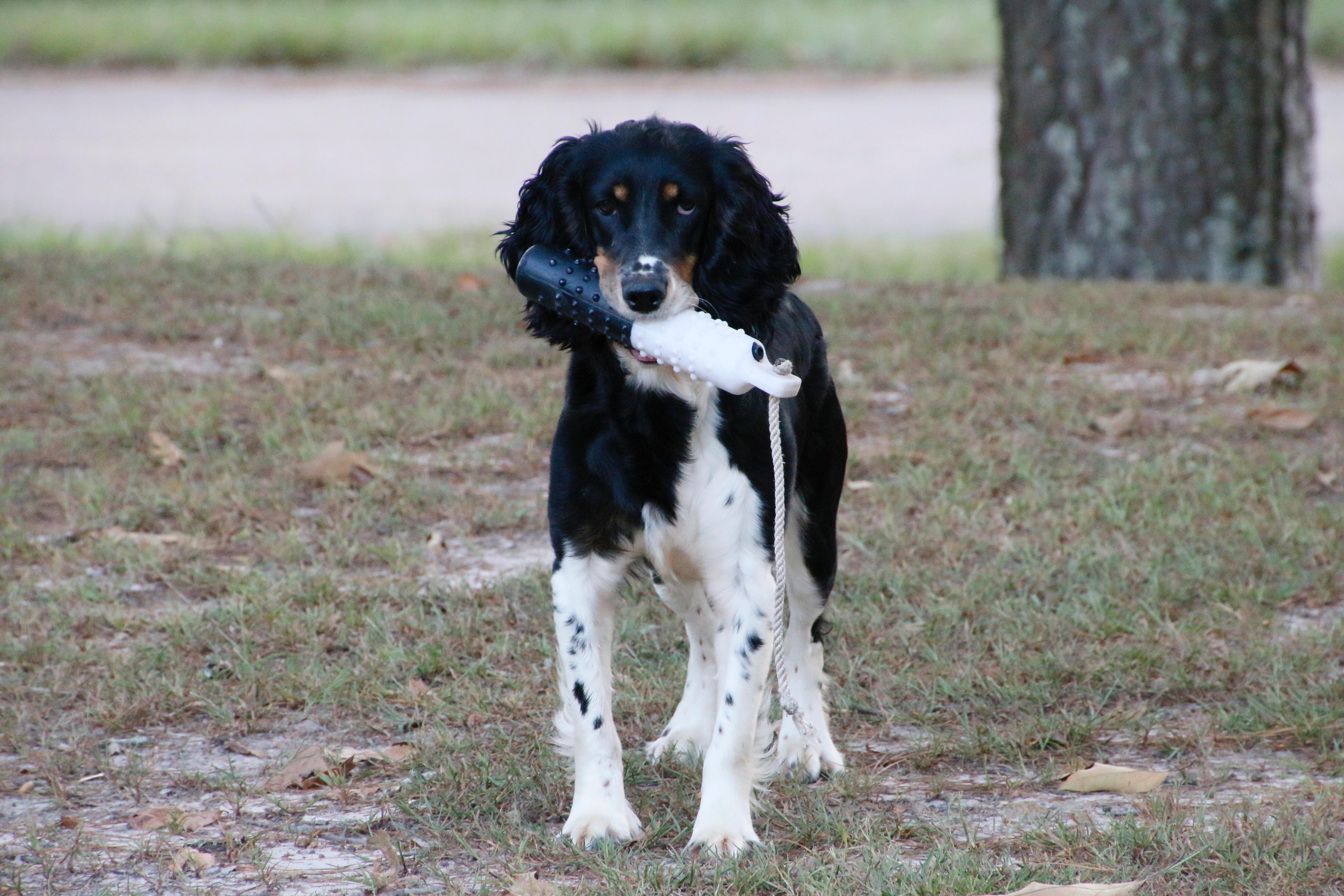 LL Gun Dogs, LLC in Texas | English Springer Spaniel, German ...