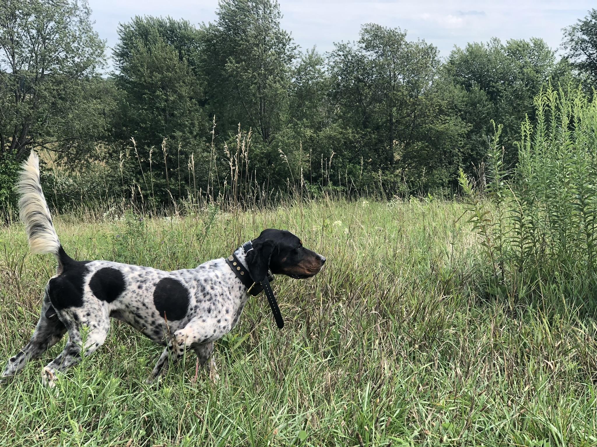 Point and Flush Gun Dogs in Wisconsin | English Setter, German ...