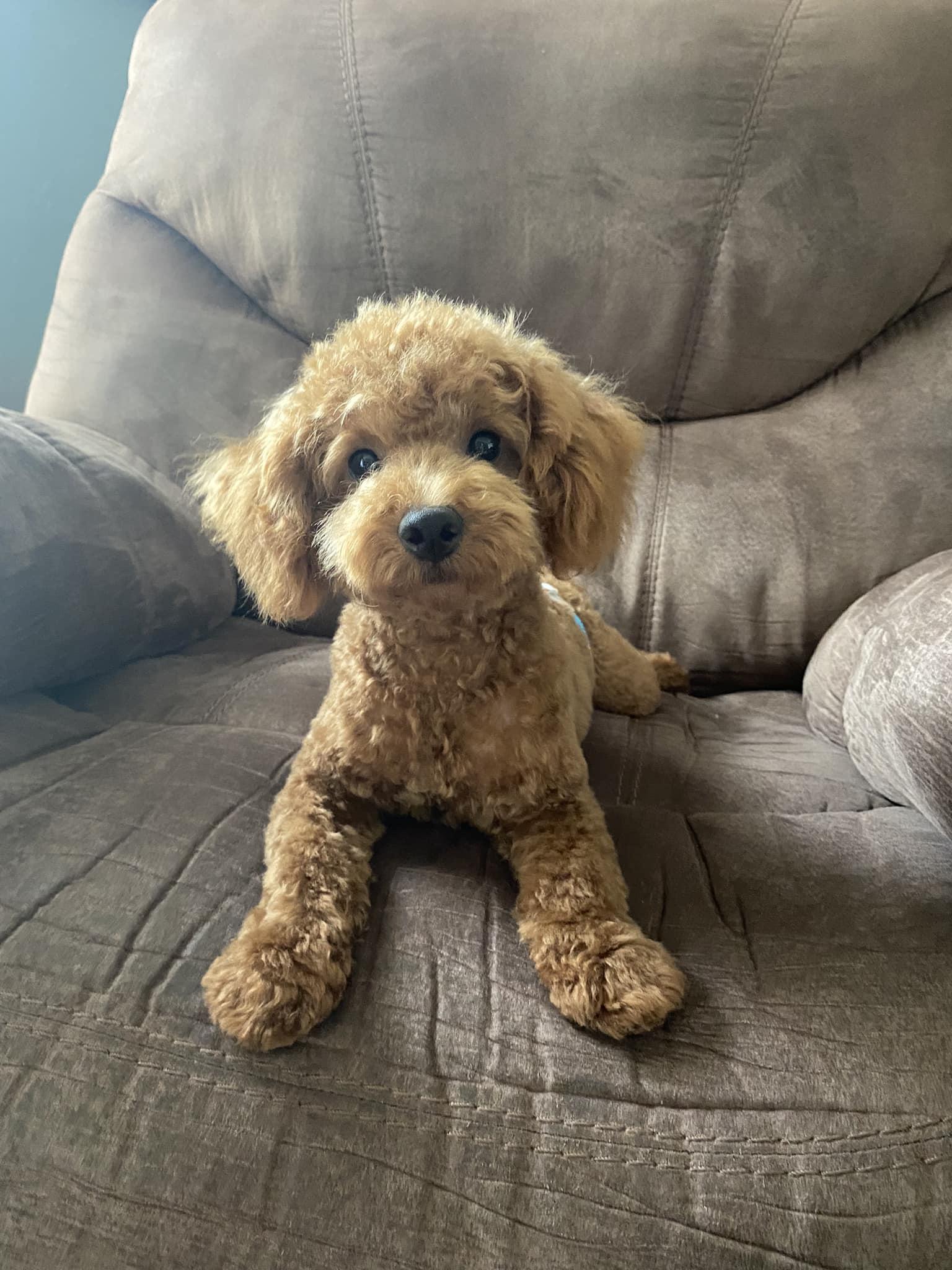 Ranger Creek Pups in Oklahoma | Cockapoo, Miniature Schnauzer or ...