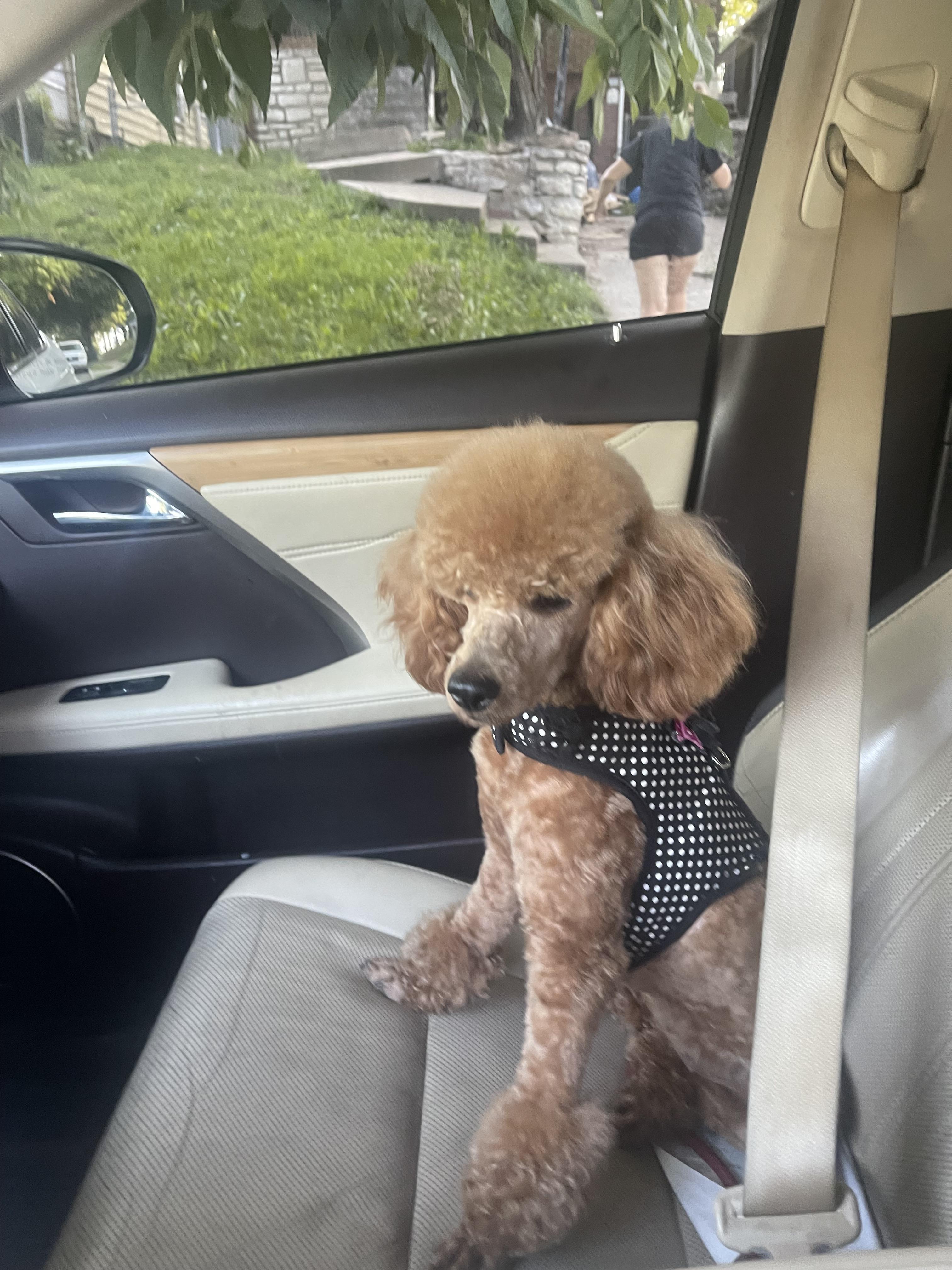 Divine K9s LLC in Missouri | Chihuahua and Poodle puppies | Good Dog