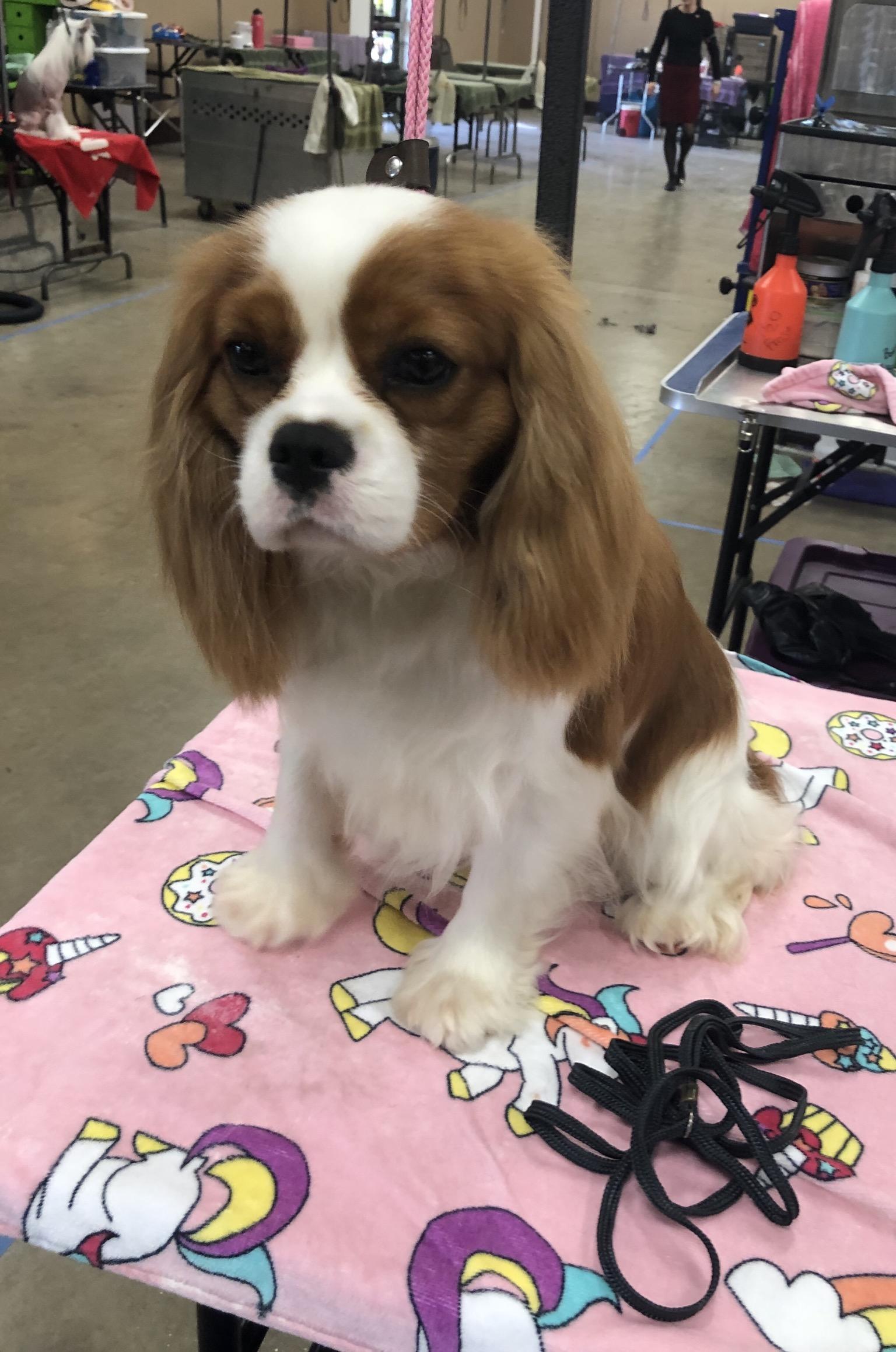 Royal Cavaliers & Corgis in California | Cavalier King Charles Spaniel ...