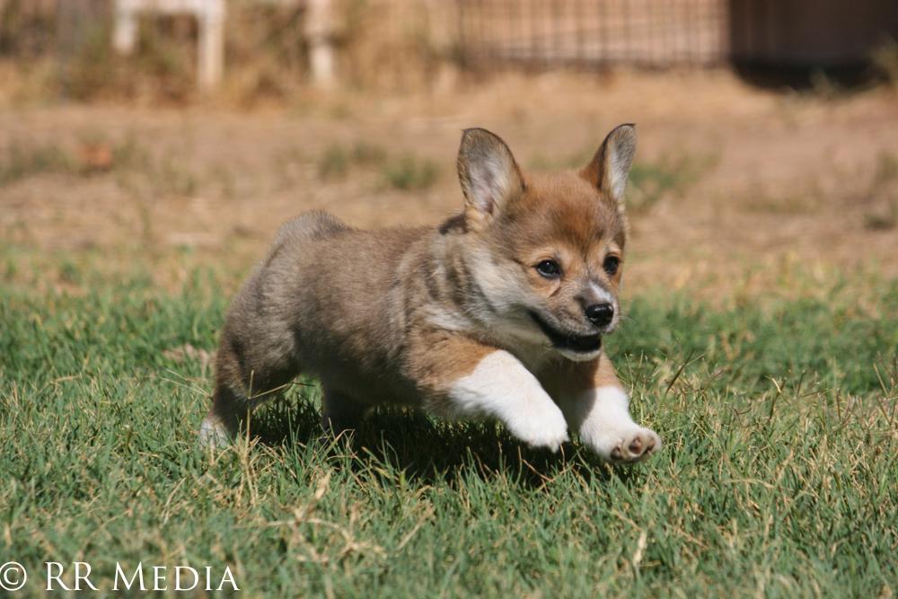 Rees Corgis in California | Pembroke Welsh Corgi puppies | Good Dog