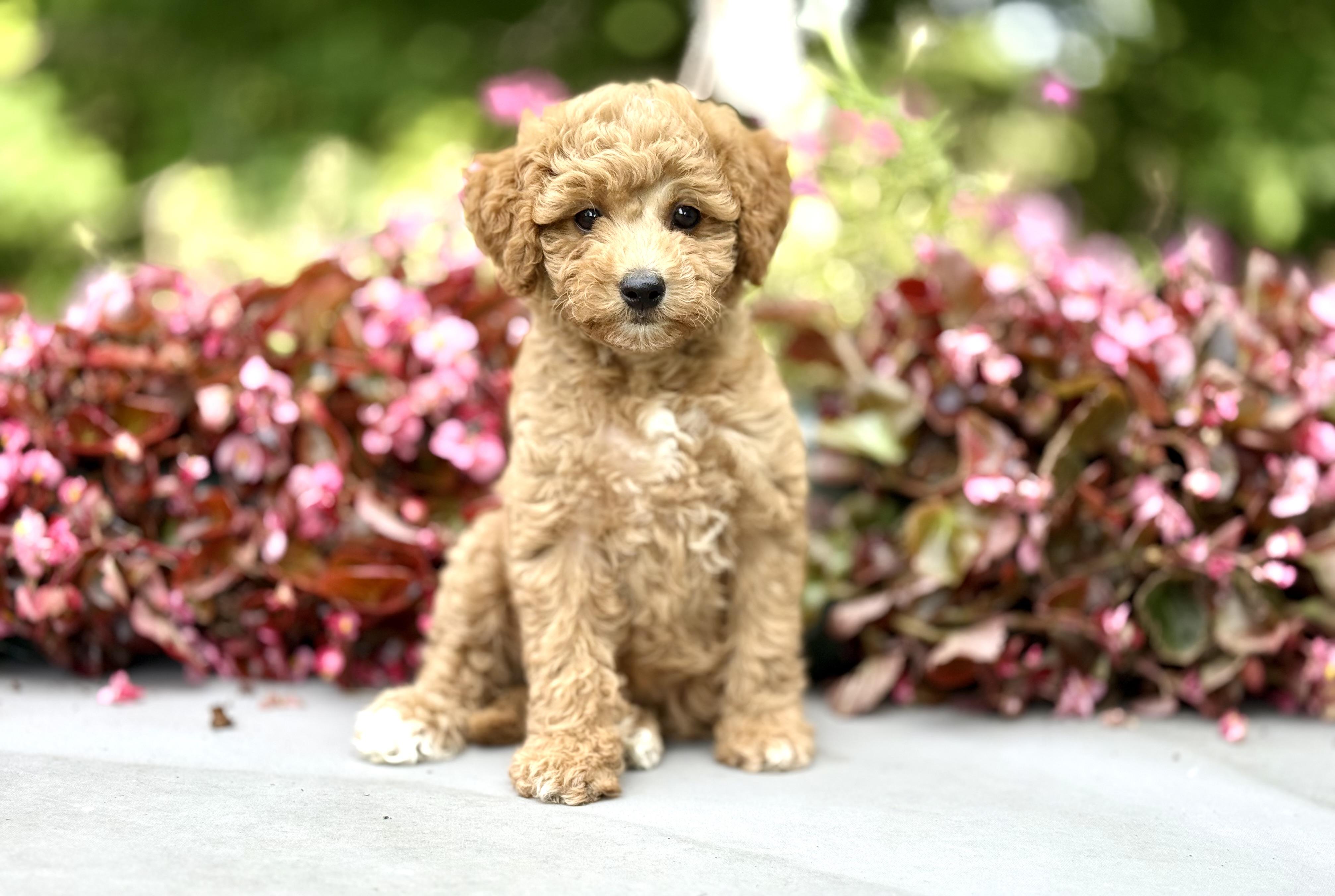 Livy’s Doodles in Michigan | Bernedoodle, Bernese Mountain Dog ...