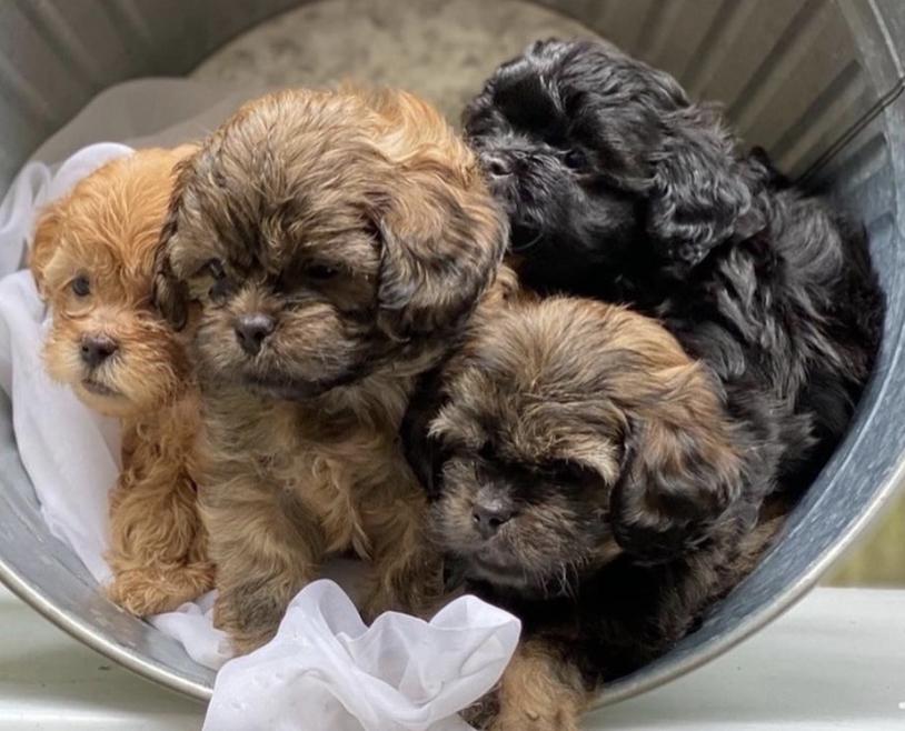Apollo's Pack in Michigan | Shihpoo puppies | Good Dog