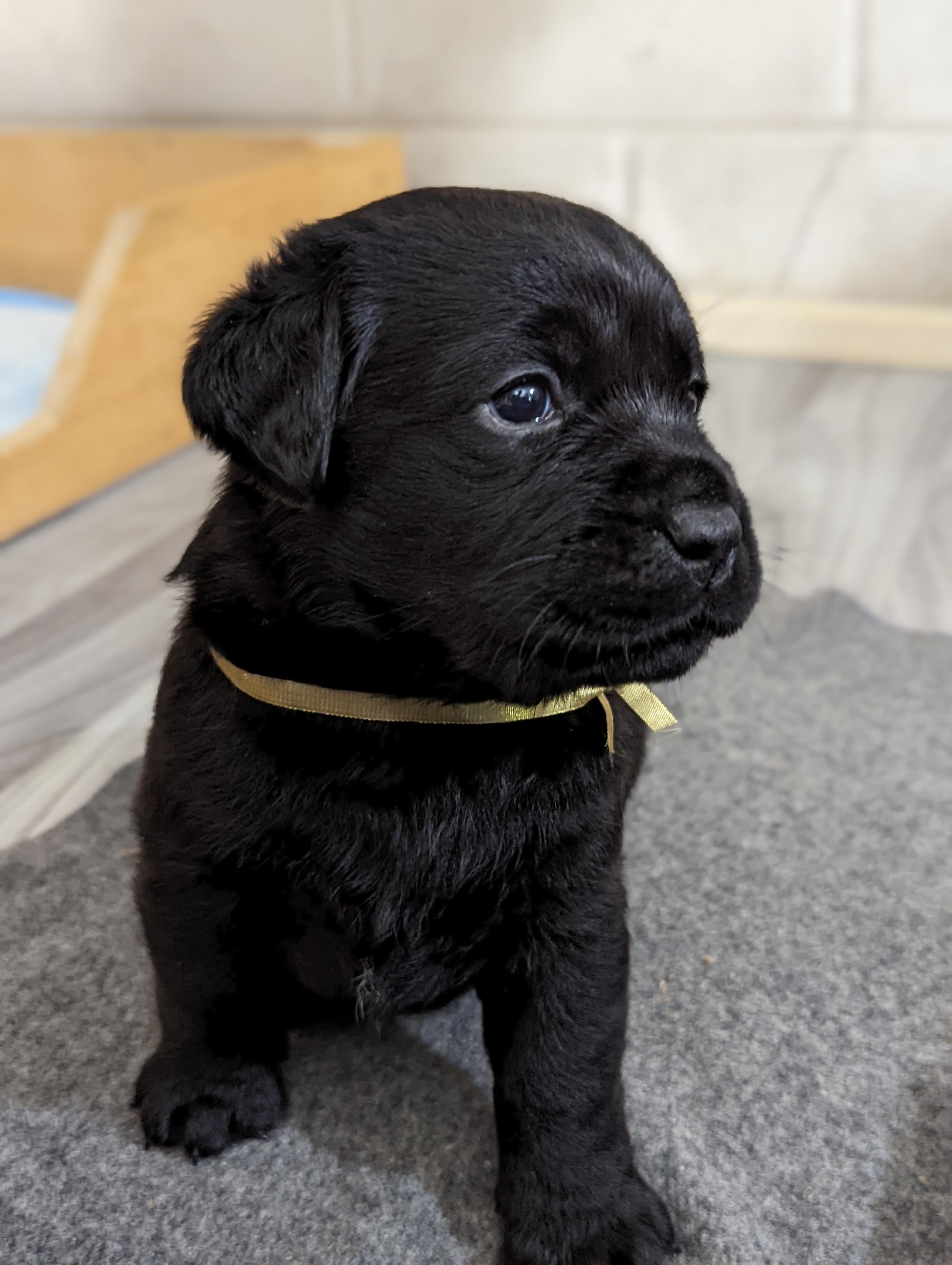High Altitude Labradors in Tennessee | Labrador Retriever puppies ...