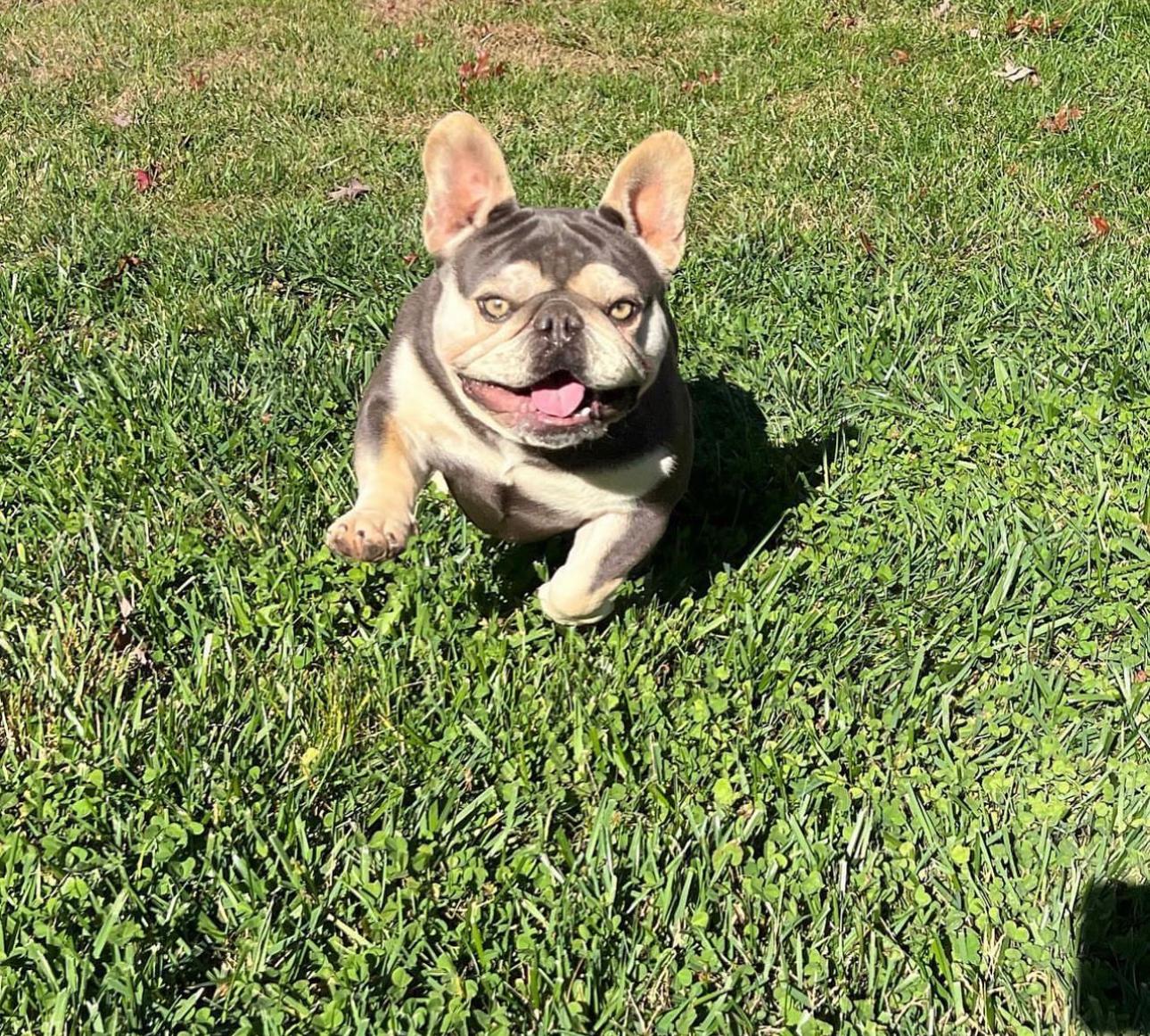 Top Notch Kennels in Texas | French Bulldog puppies | Good Dog