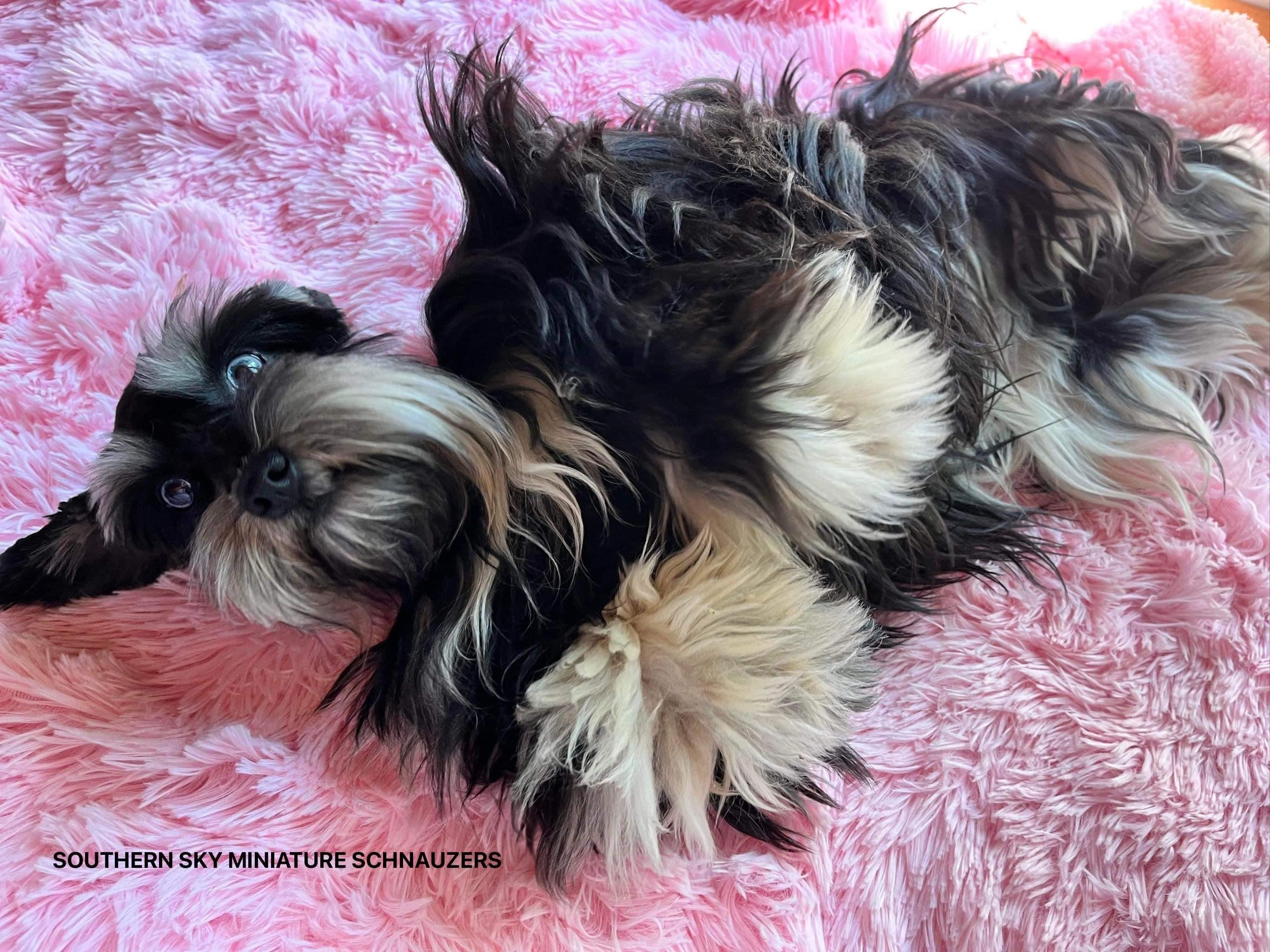 Southern Sky Miniature Schnauzers in Georgia | Miniature Schnauzer ...
