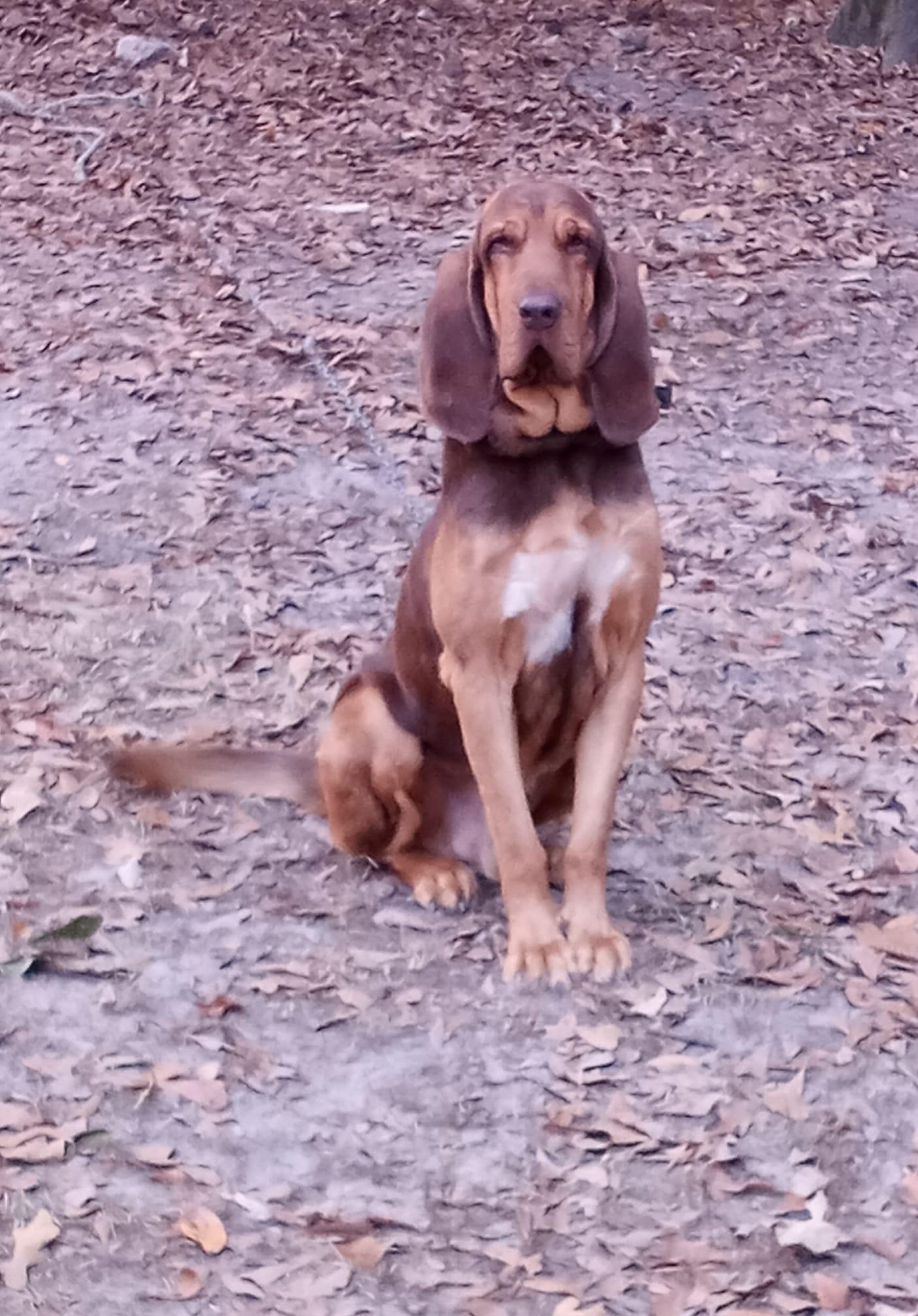 Tousek Farms in Louisiana | Bloodhound and German Shepherd puppies ...