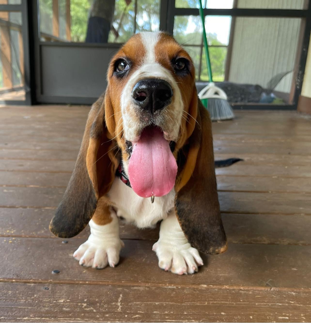 Star W Ranch Basset Hounds in Florida | Basset Hound puppies | Good Dog