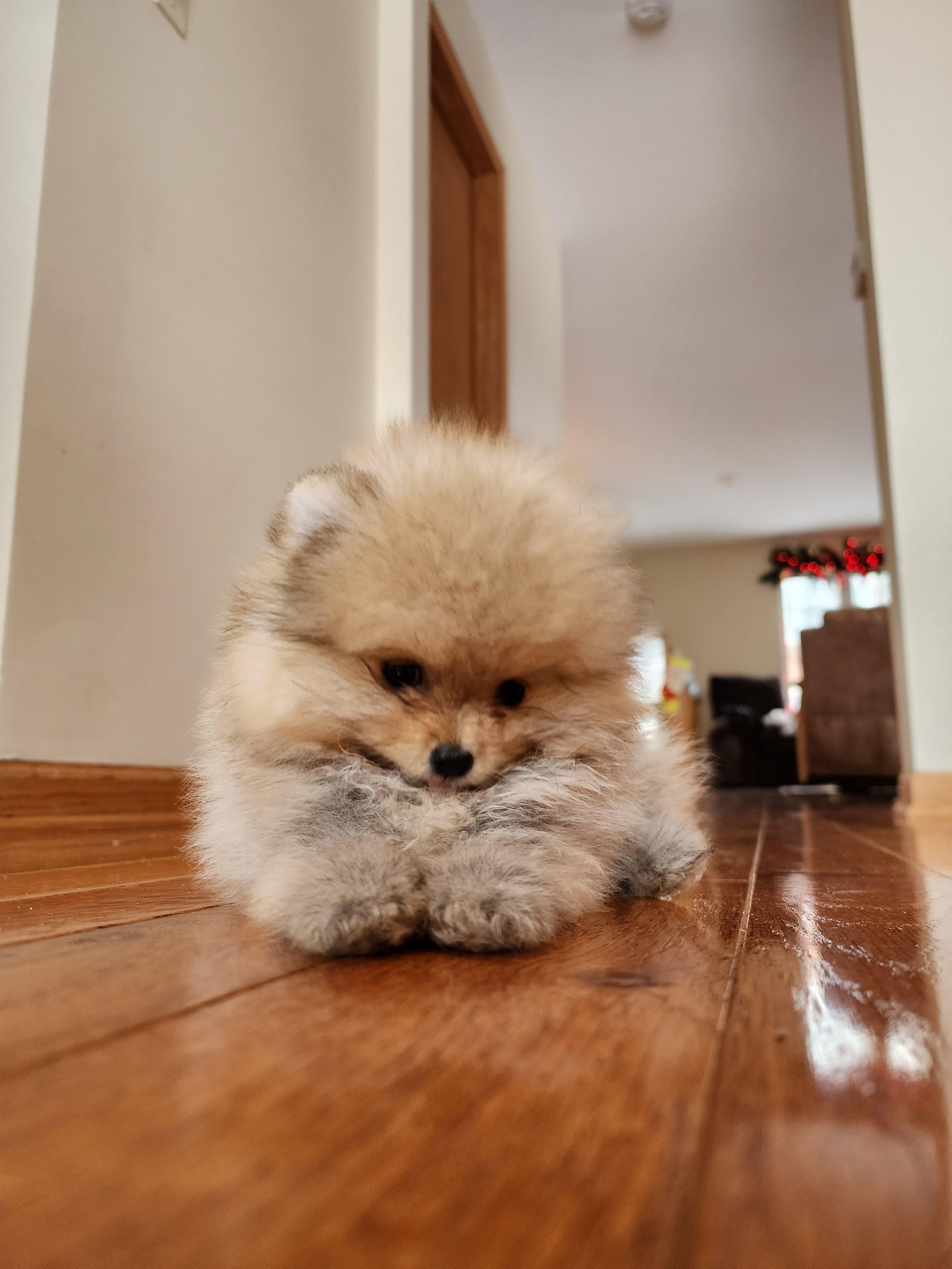 Johana Guzman's Pomeranians in Illinois | Pomeranian puppies | Good Dog