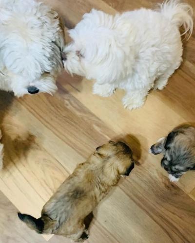 Rosy's Mal-Shi in Texas | Mal-Shi puppies | Good Dog
