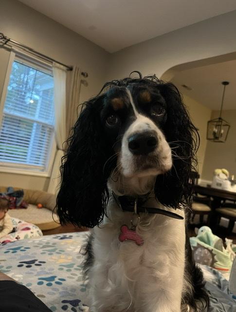 Frosty Springers LLC in North Carolina | English Springer Spaniel ...