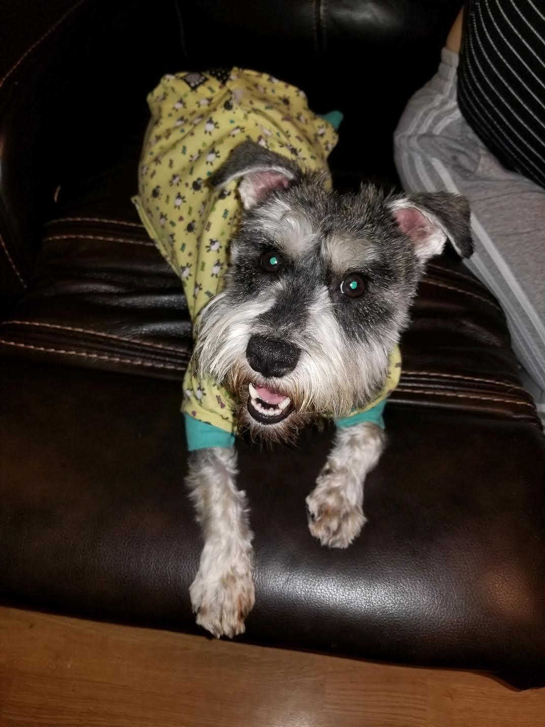 Kristy's French Bulldogs & Mini Schnauzers in Washington | French ...