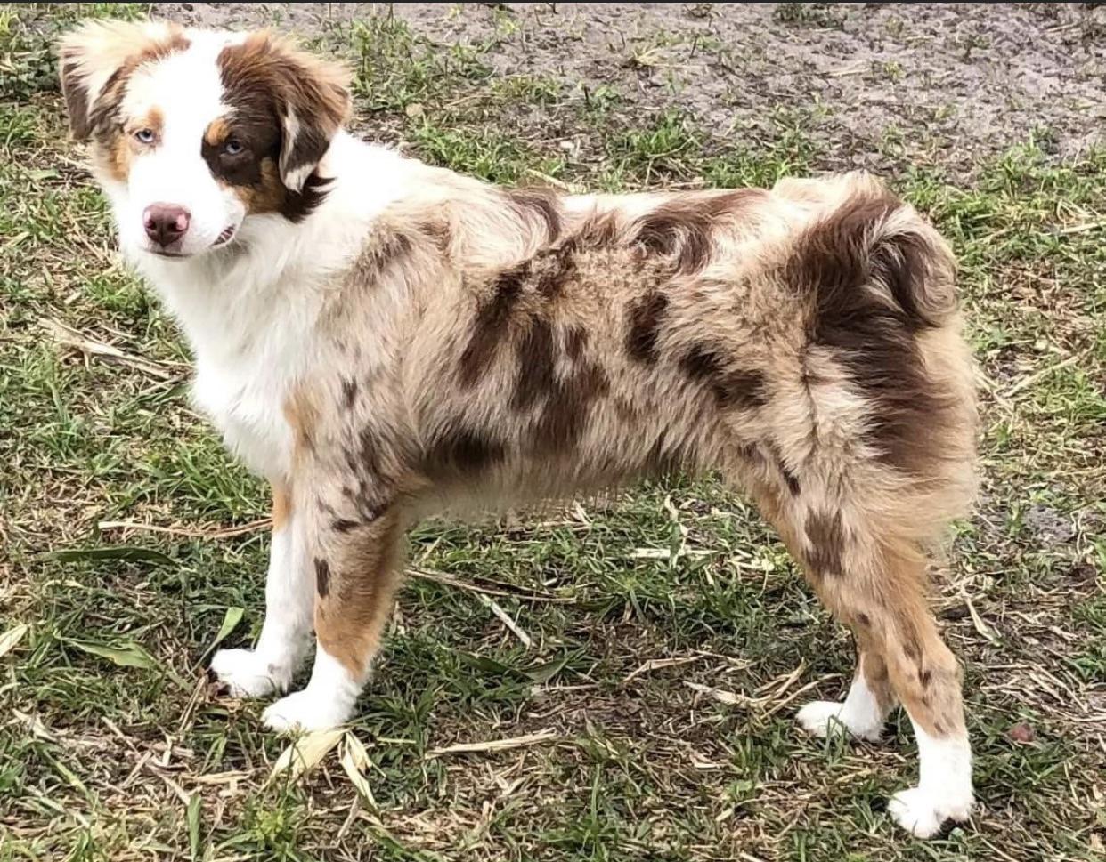 Charlene Brannon's Mini Australian Shepherds in Florida | Miniature ...