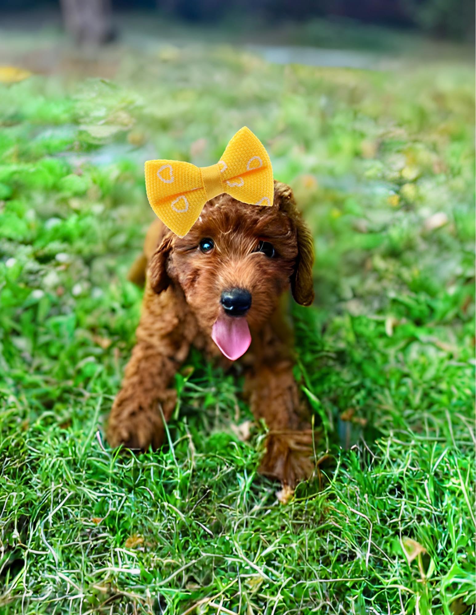 Boutique Doodles in Texas | Cockapoo and Goldendoodle puppies | Good Dog