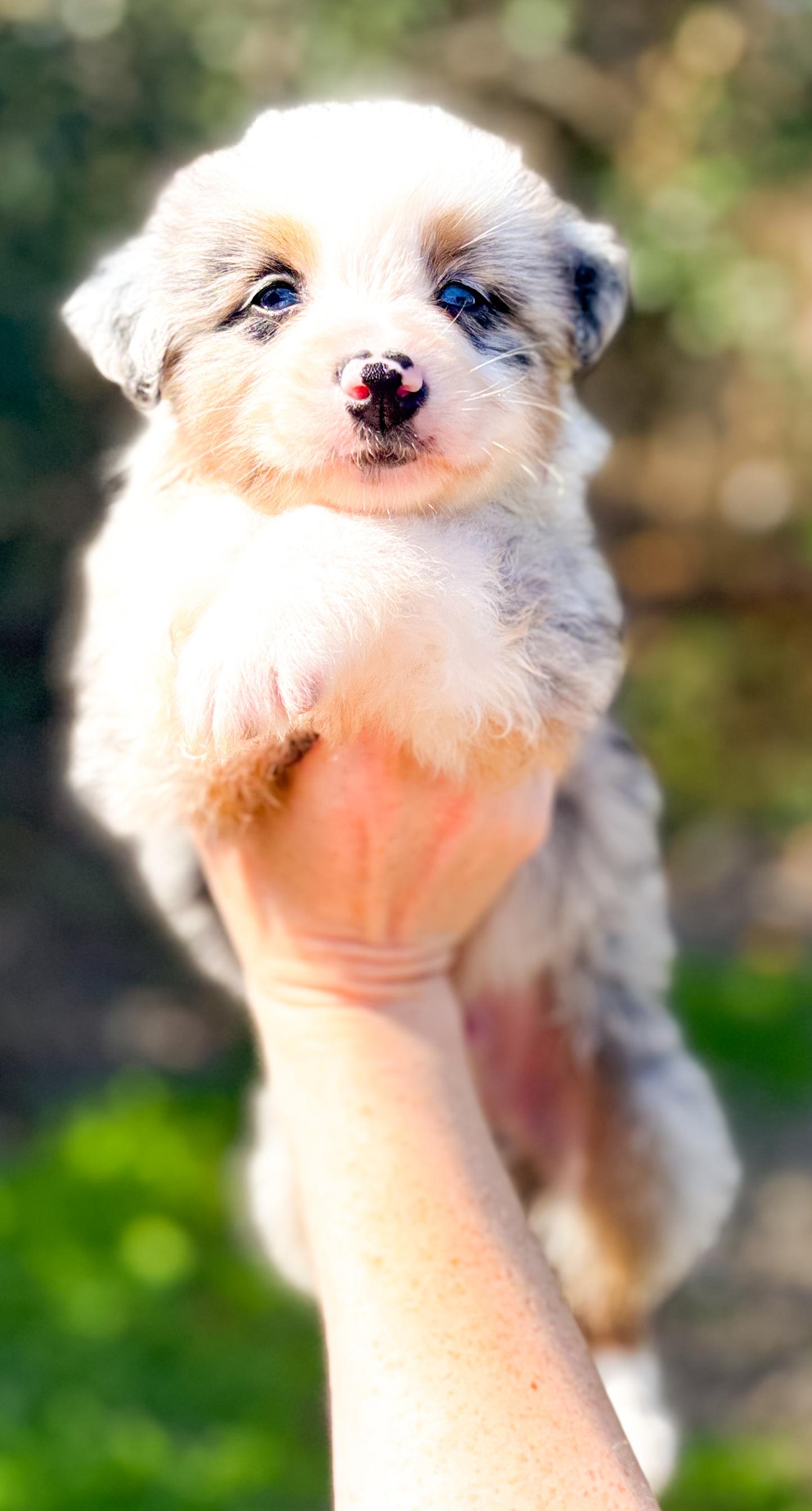 Brilliant Beautiful Australian Shepherds in Texas | Australian Shepherd ...